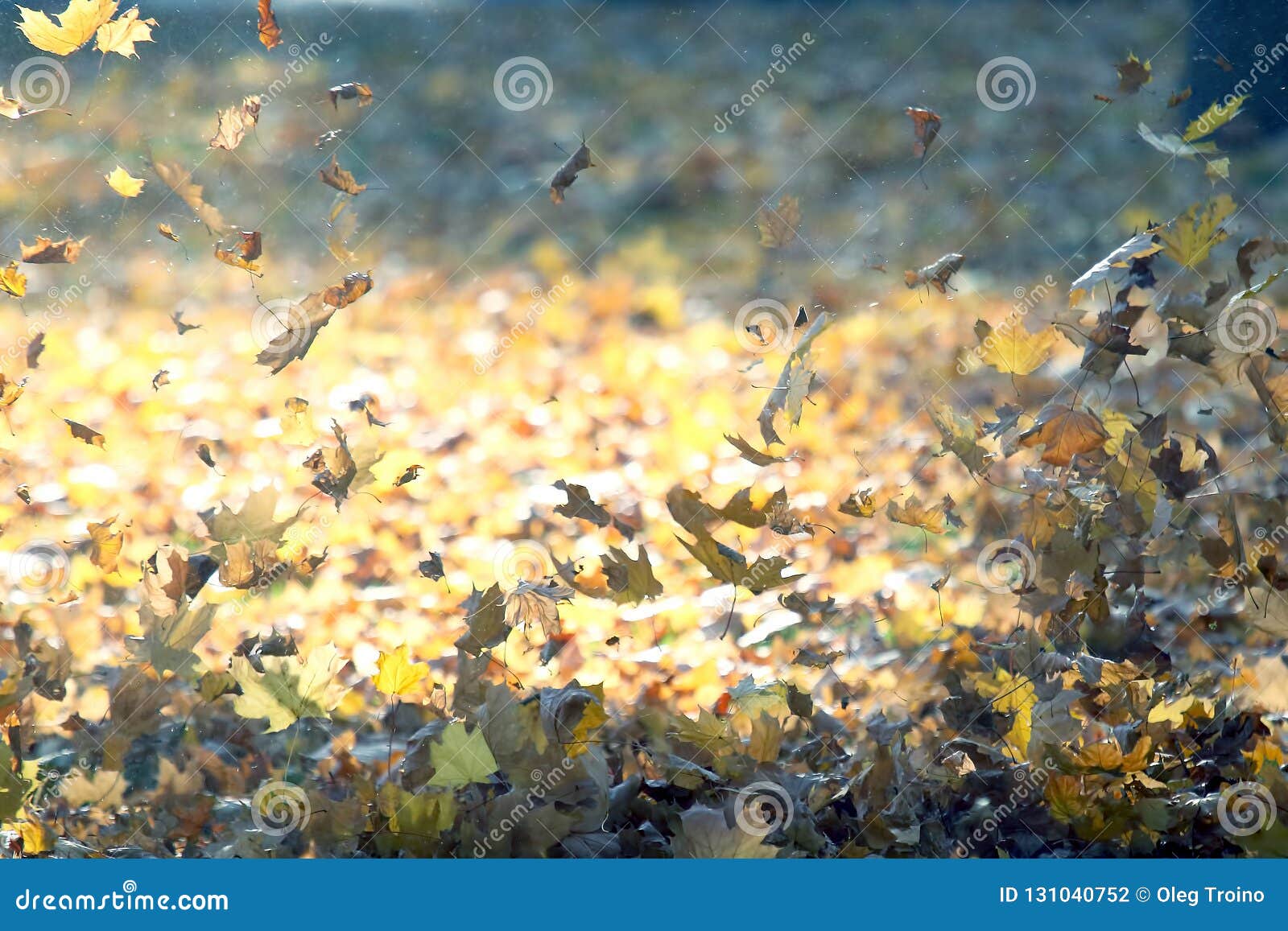 Falling from the Wind Autumn Leaves Stock Photo - Image of background ...