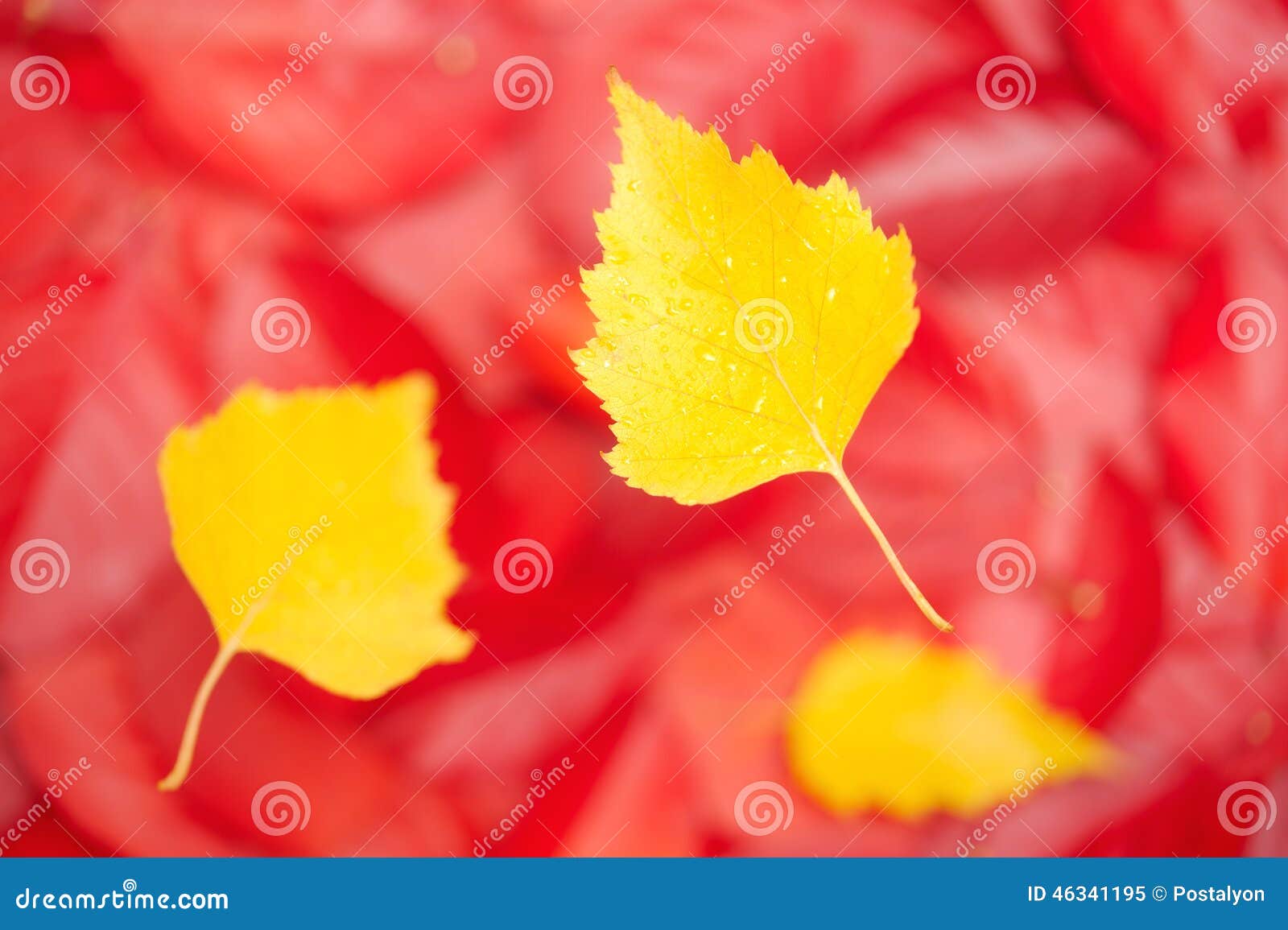 Falling Yellow Birch Leaves Fall from the Trees. Stock Image - Image of ...