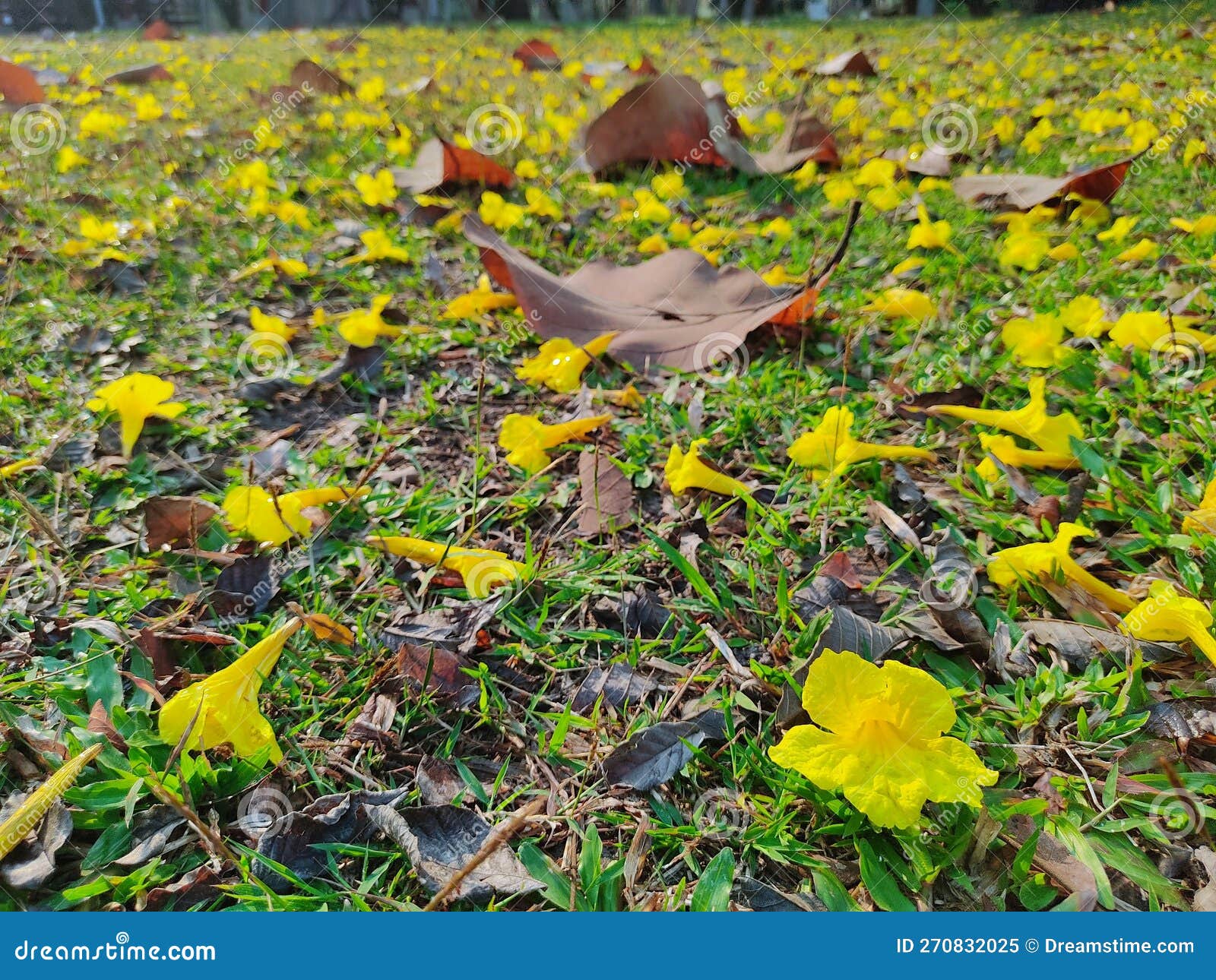 Falling Yellow Flowers on Grass Stock Image - Image of leaf, shrub ...