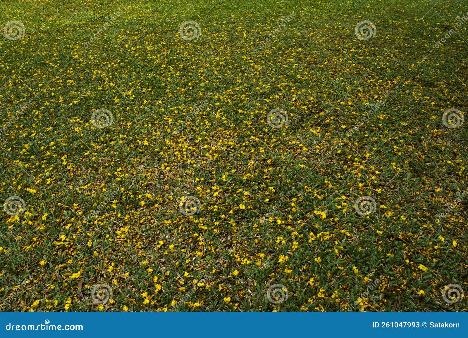 The Falling Flower Petals Were Scattered Around the Lawn Stock Image ...