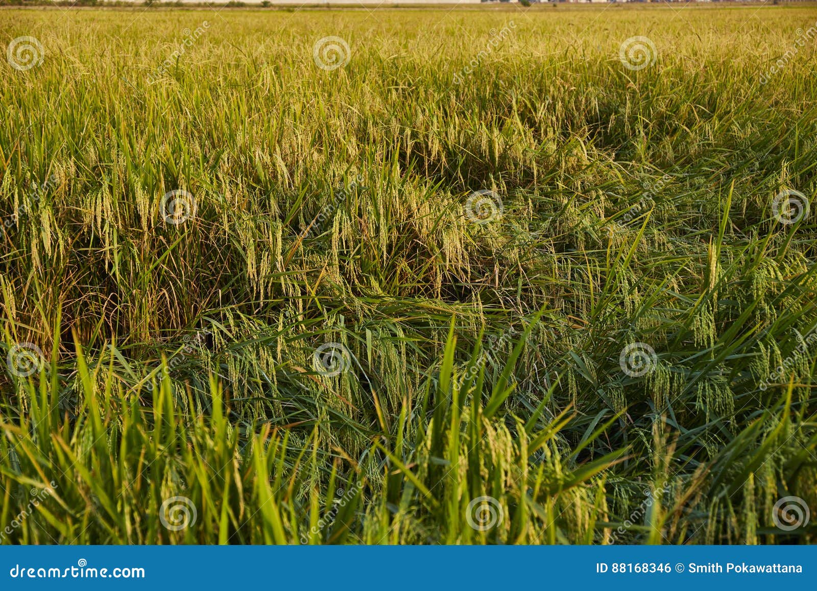Falling yellow rice field stock photo. Image of fall - 88168346
