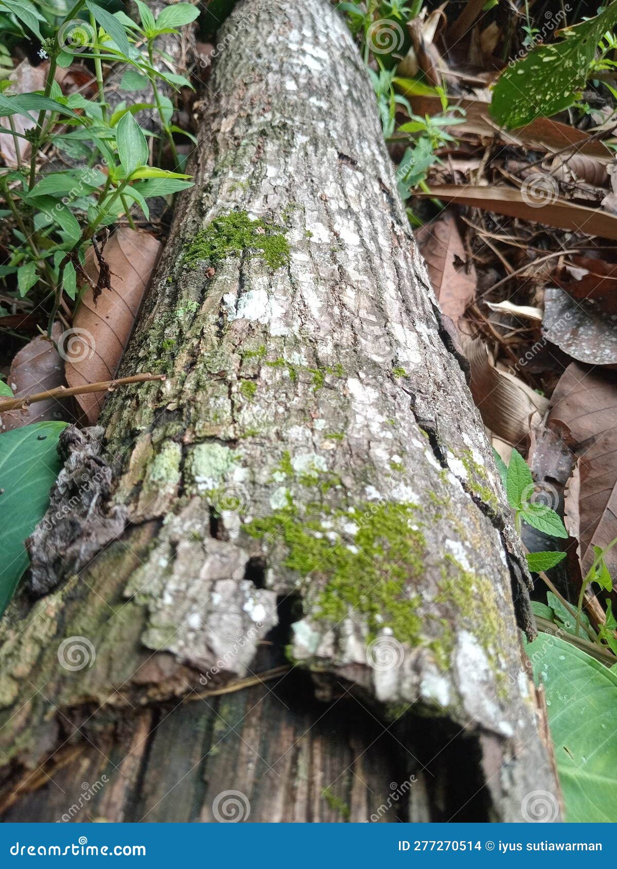 Falllen Tree Trunk in the Middle of the Forrest Stock Photo - Image of ...