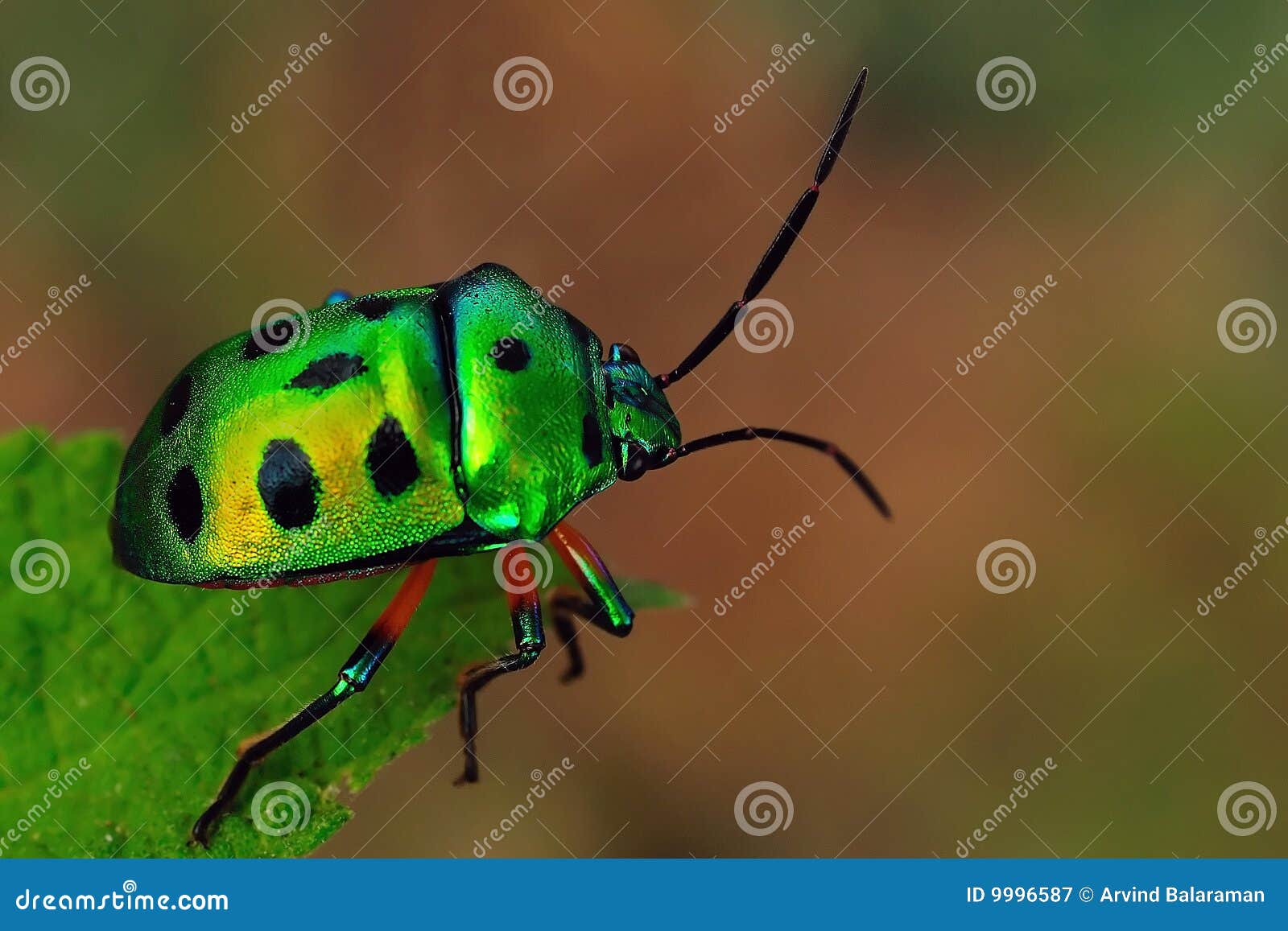 Fallo De Funcionamiento De La Joya Imagen de archivo - Imagen de primer ...