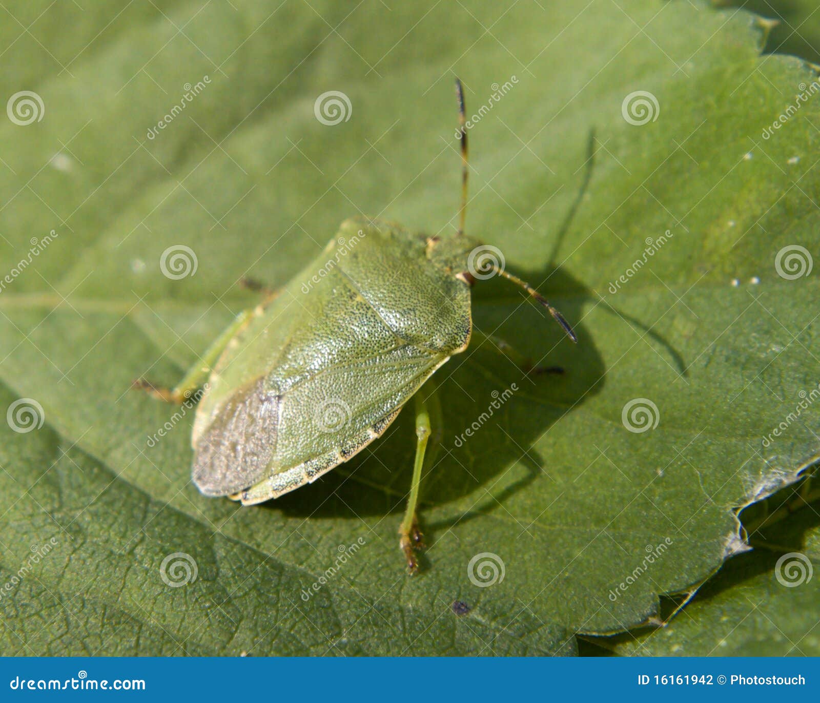Fallo De Funcionamiento Verde Del Hedor Foto de archivo - Imagen de ...