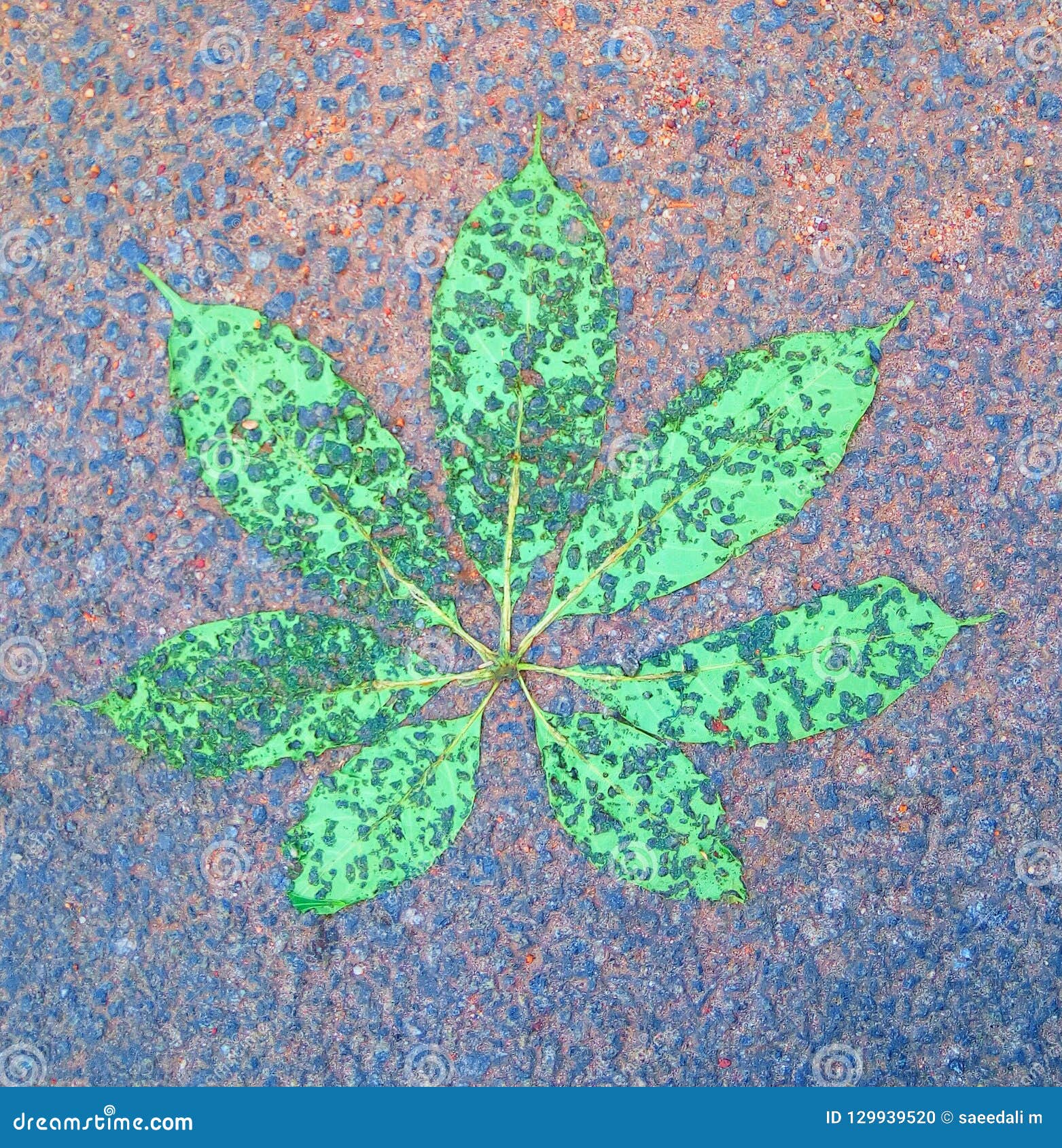 Leaf Brokenleaf Stock Photos - Free & Royalty-Free Stock Photos from ...