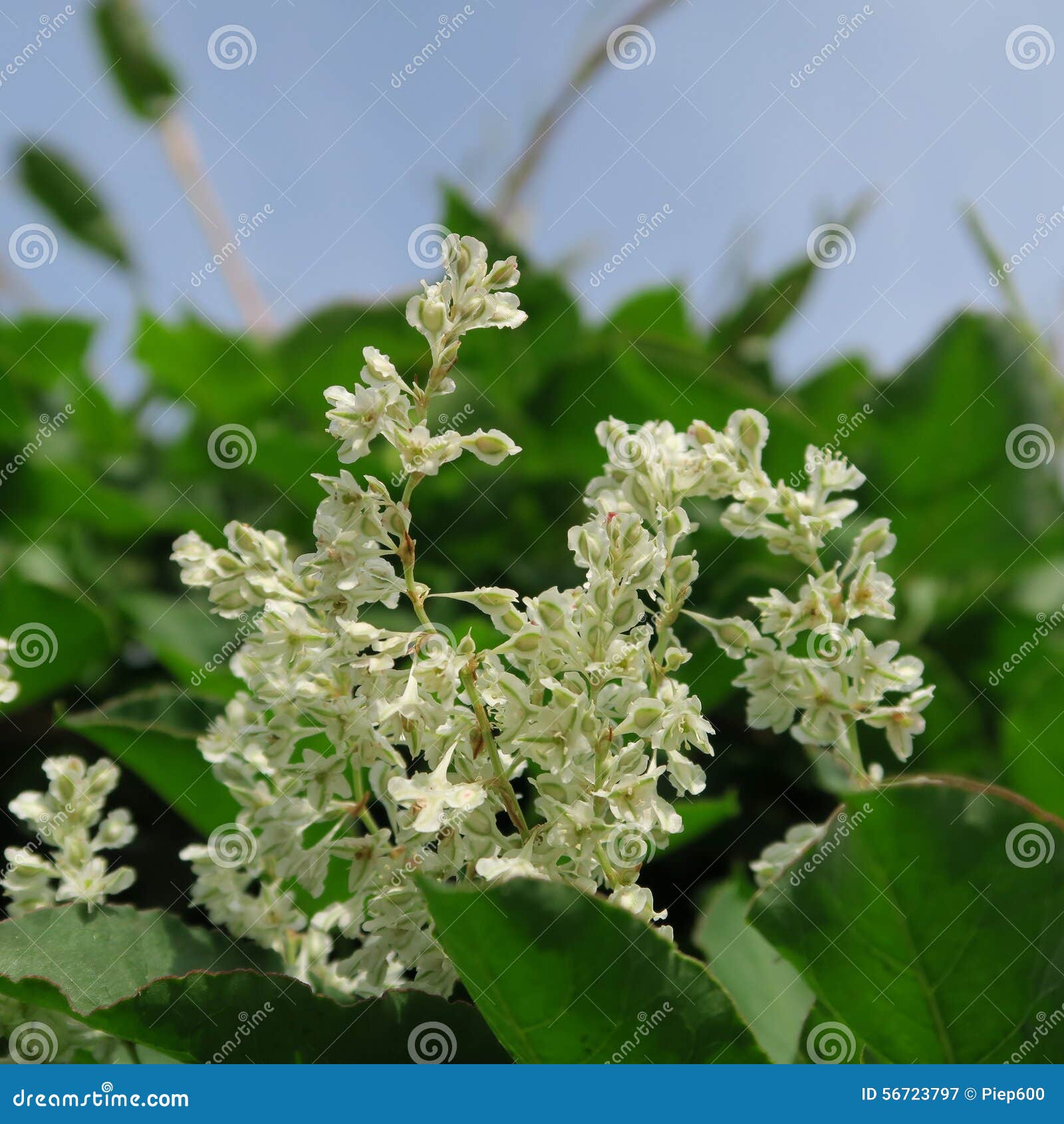Fallopia baldschuanica stock image. Image of flower, fresh - 56723797