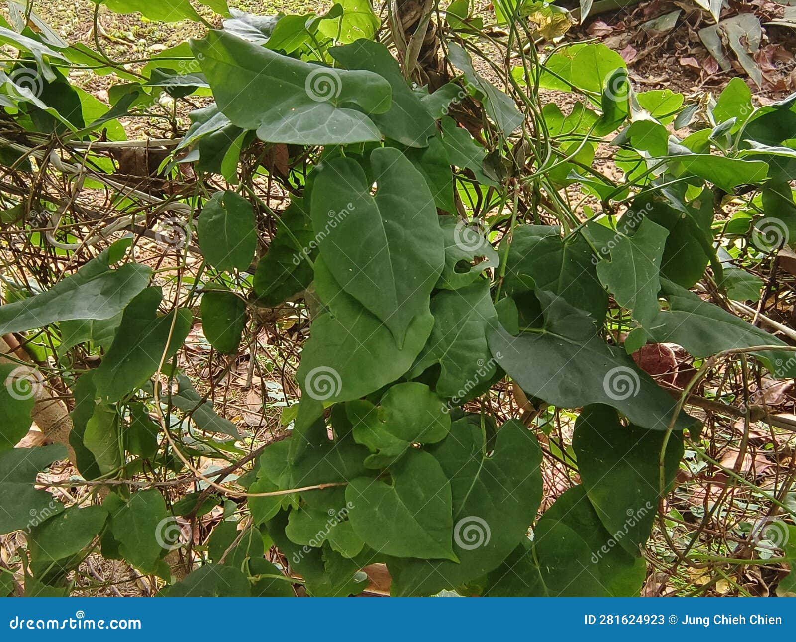 Fallopia Multiflora in Beinan Township Native Applied Botanical Garden ...