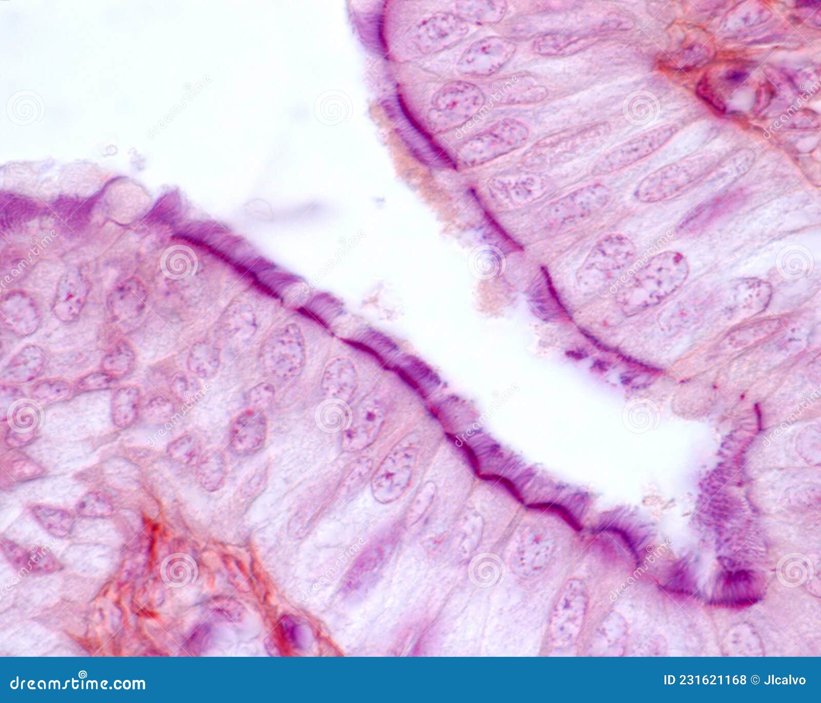 Ciliated Epithelium Under The Microscope. Royalty-Free Stock Photo ...