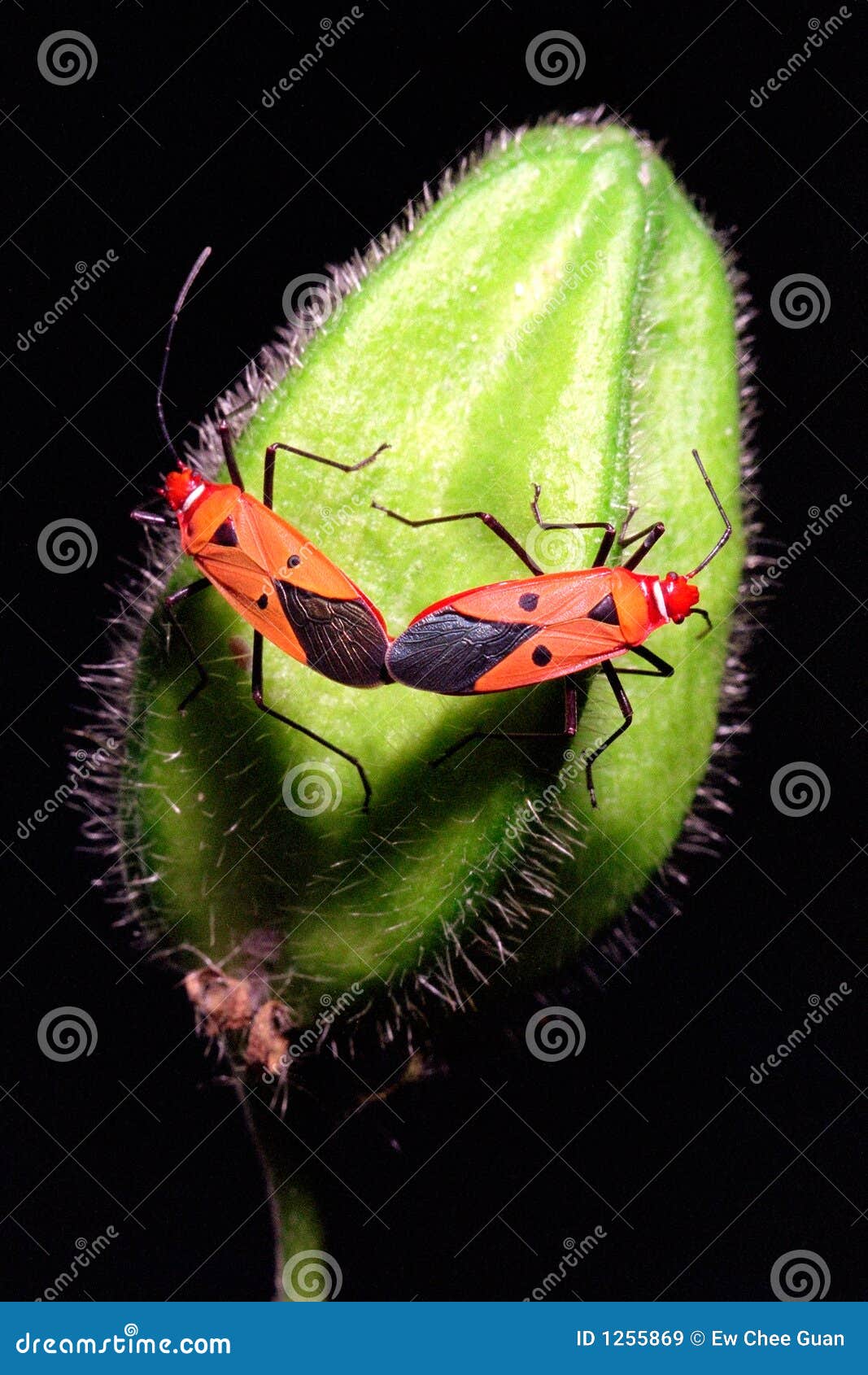 Fallos De Funcionamiento De Acoplamiento Imagen de archivo - Imagen de ...