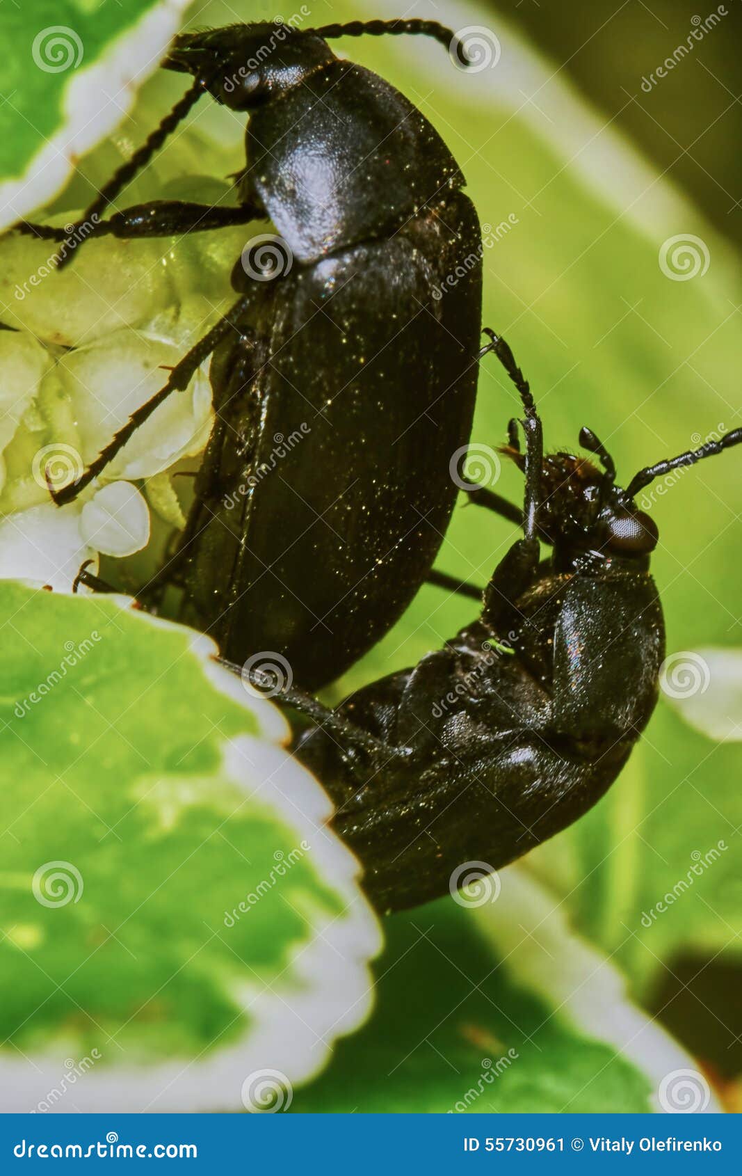 Fallos De Funcionamiento Negros Imagen de archivo - Imagen de macro ...