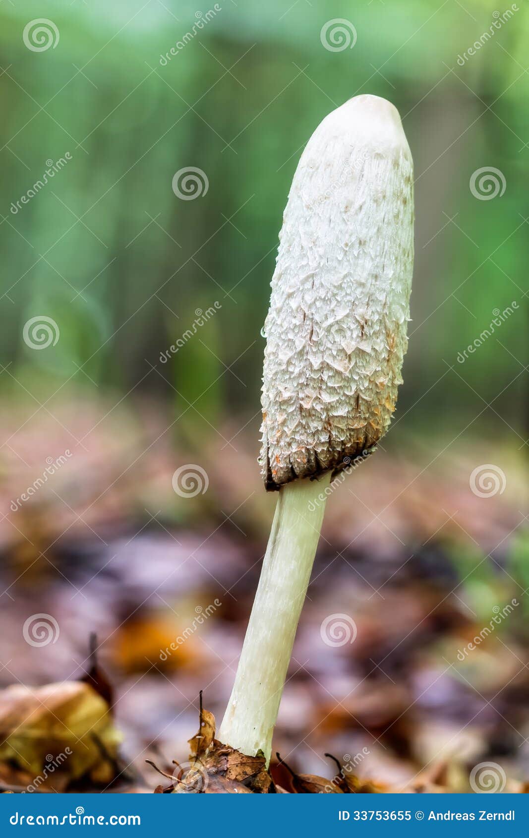 Fallos som champinjonen. fotografering för bildbyråer. Bild av svamp ...