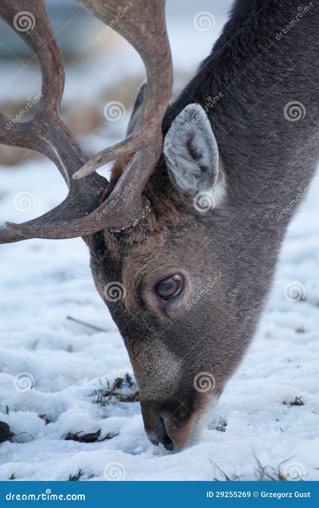 Fallow stock image. Image of snow, cold, young, brown - 29255269