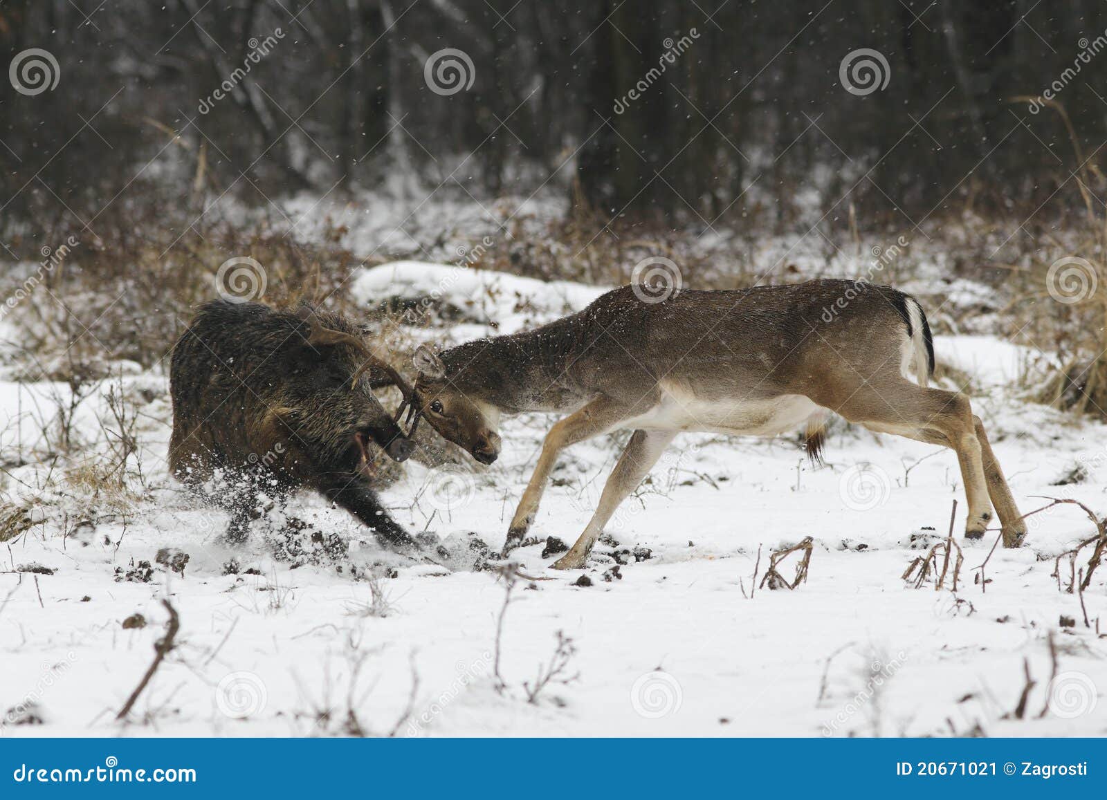 Fallow buck - boar fight stock image. Image of buck, safari - 20671021