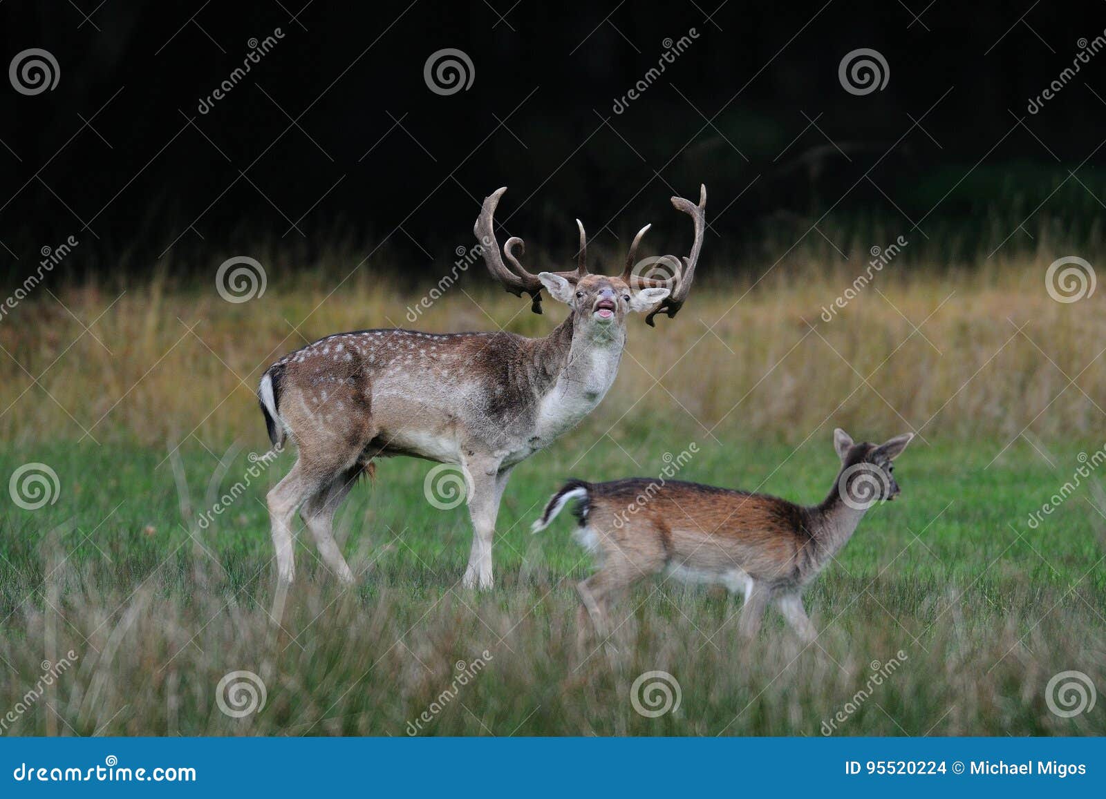 Fallow buck is calling stock photo. Image of buck, graceful - 95520224