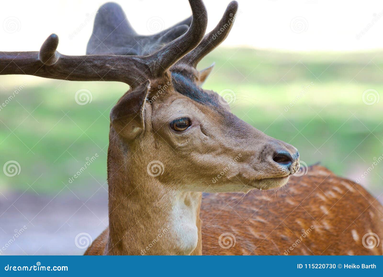 Fallow buck on a meadow stock photo. Image of dama, stag - 115220730