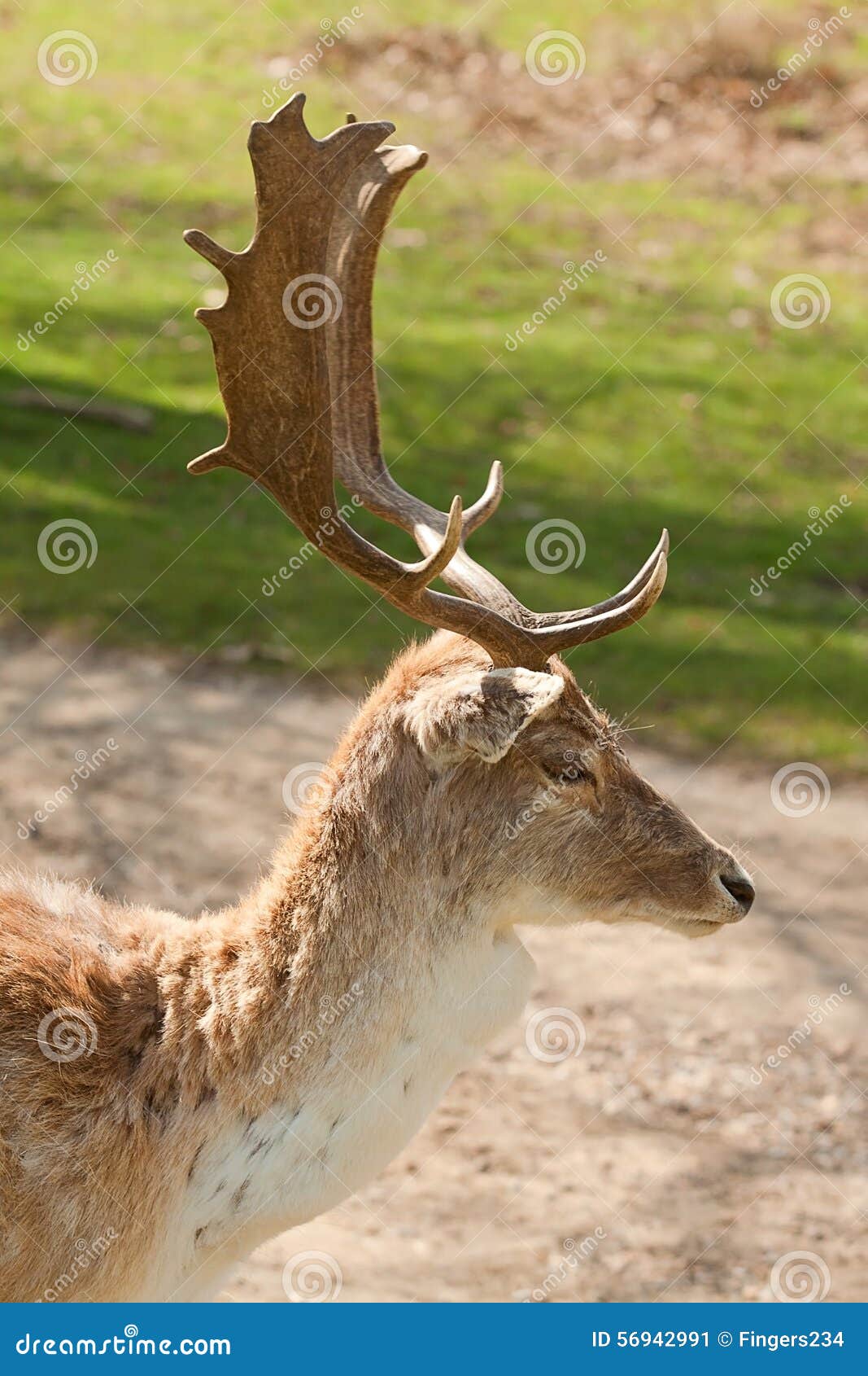 Fallow buck portrait stock image. Image of wildlife, fallow - 56942991