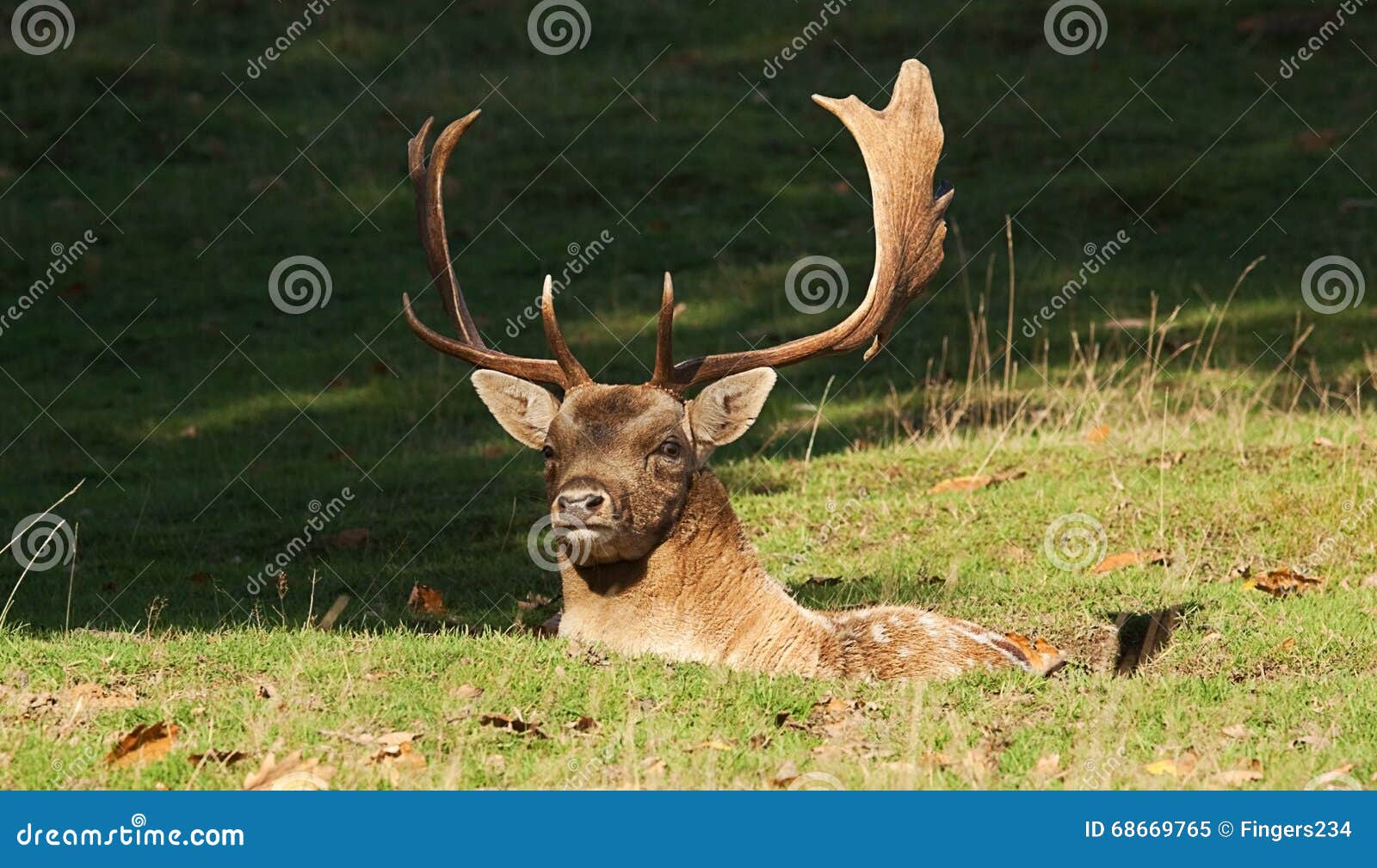 Fallow Buck Sitting Scrape Stock Photos - Free & Royalty-Free Stock ...