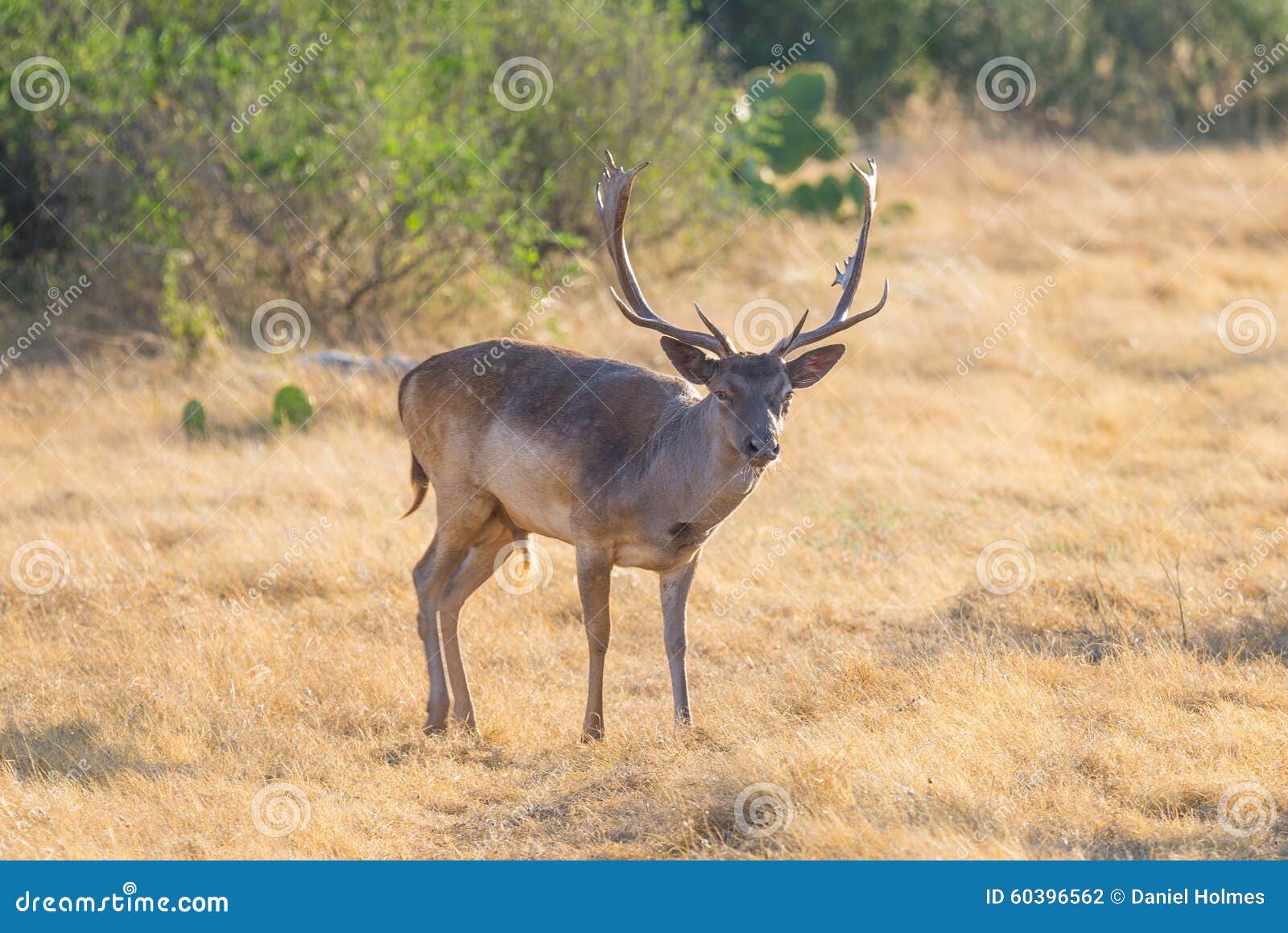 Fallow Buck stock photo. Image of antler, deer, spots - 60396562
