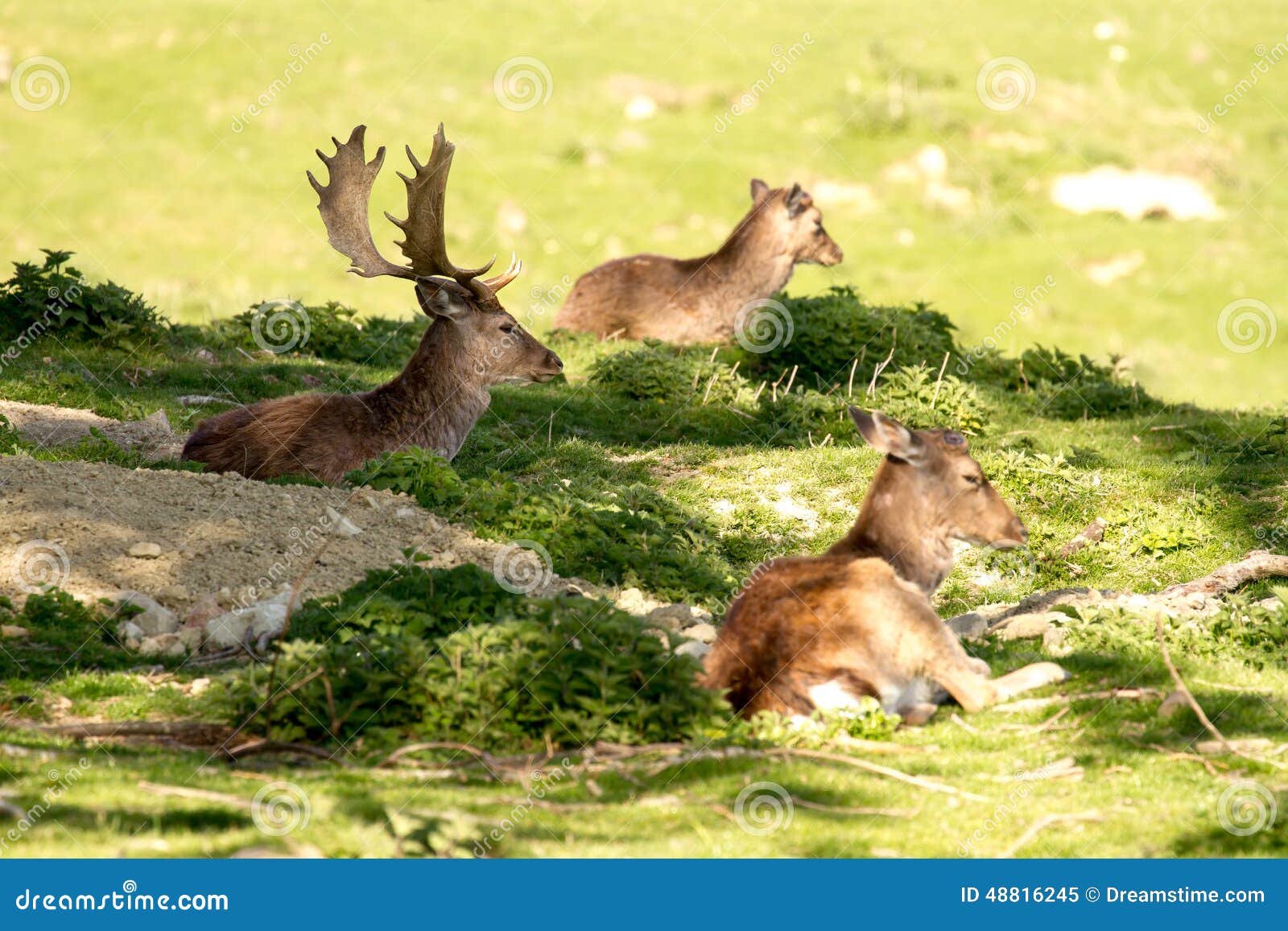 Fallow Bucks Sitting in the Shade Stock Image - Image of fallow ...