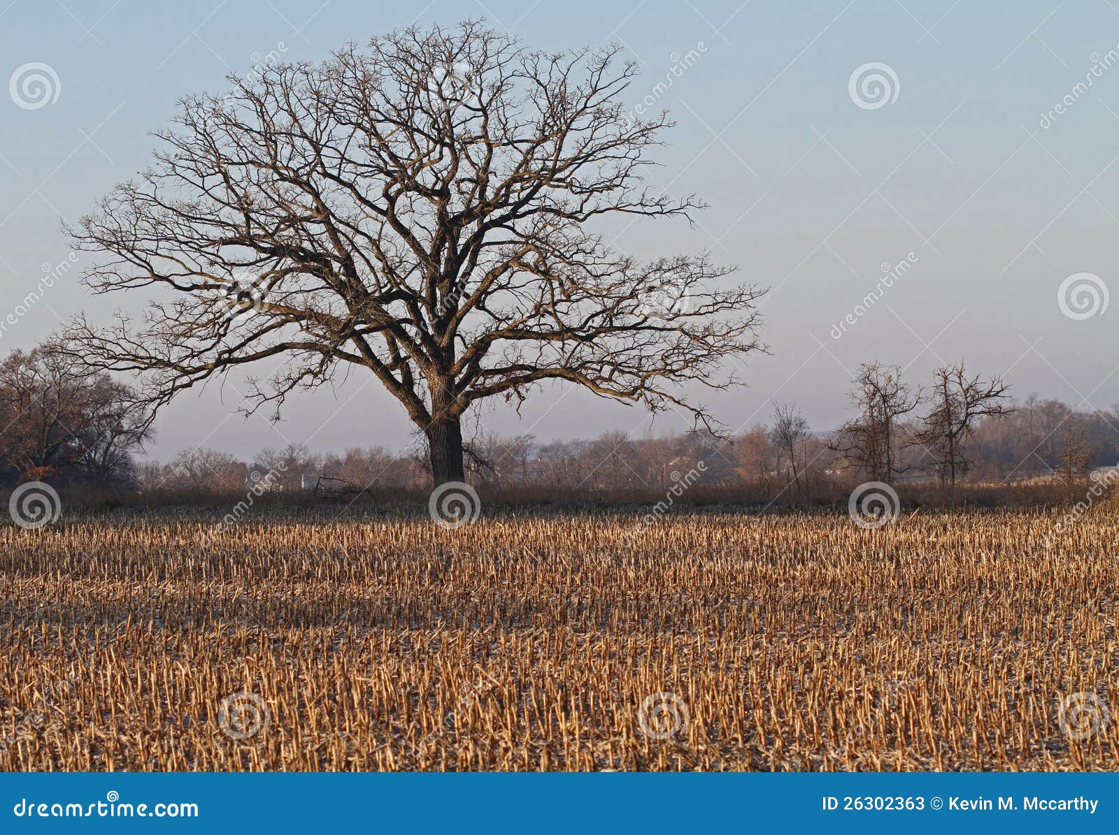 Fallow Corn Field with Solitary Tree Stock Image - Image of sunlight ...