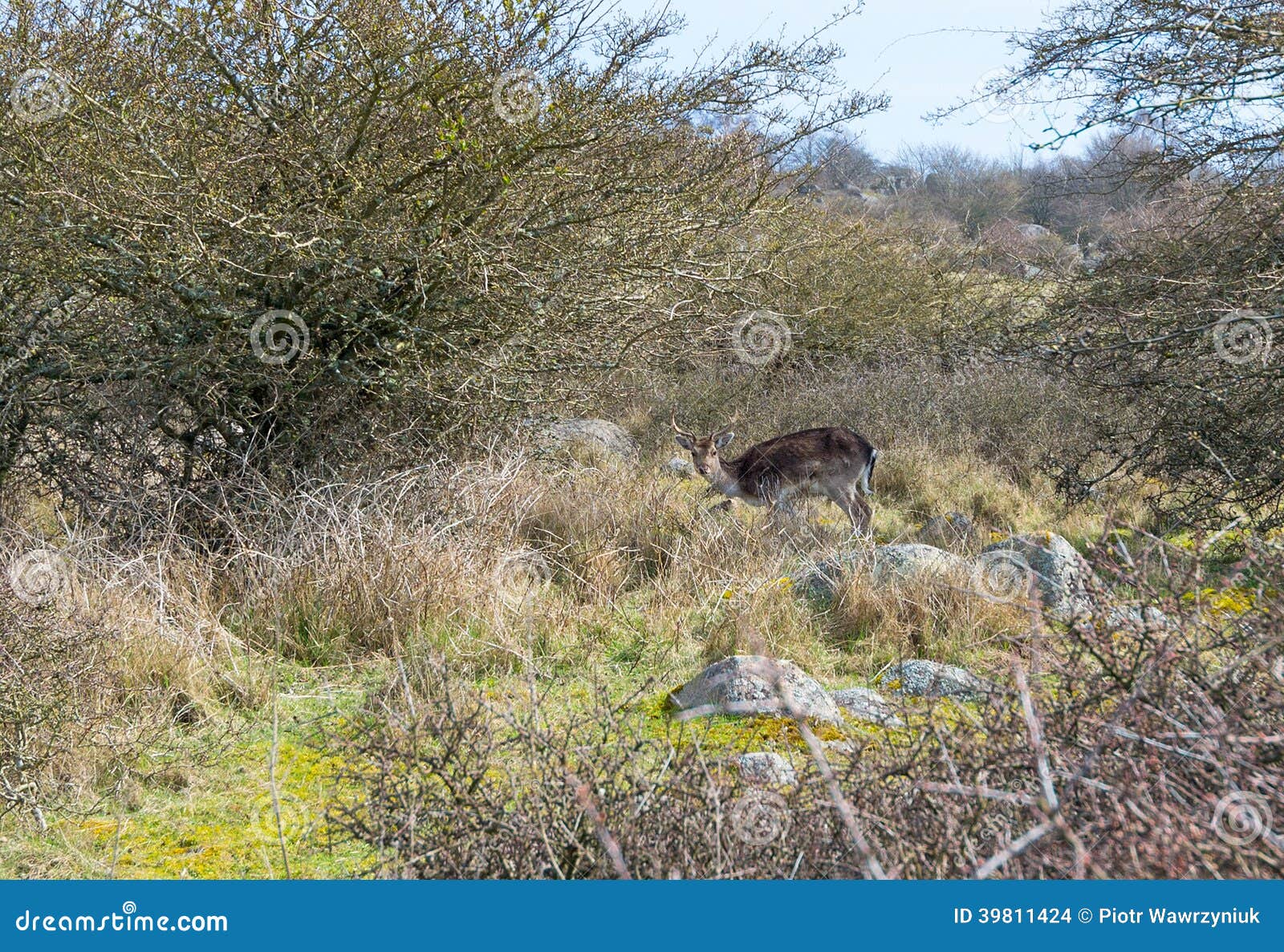 Fallow dear in nature stock photo. Image of dear, light - 39811424
