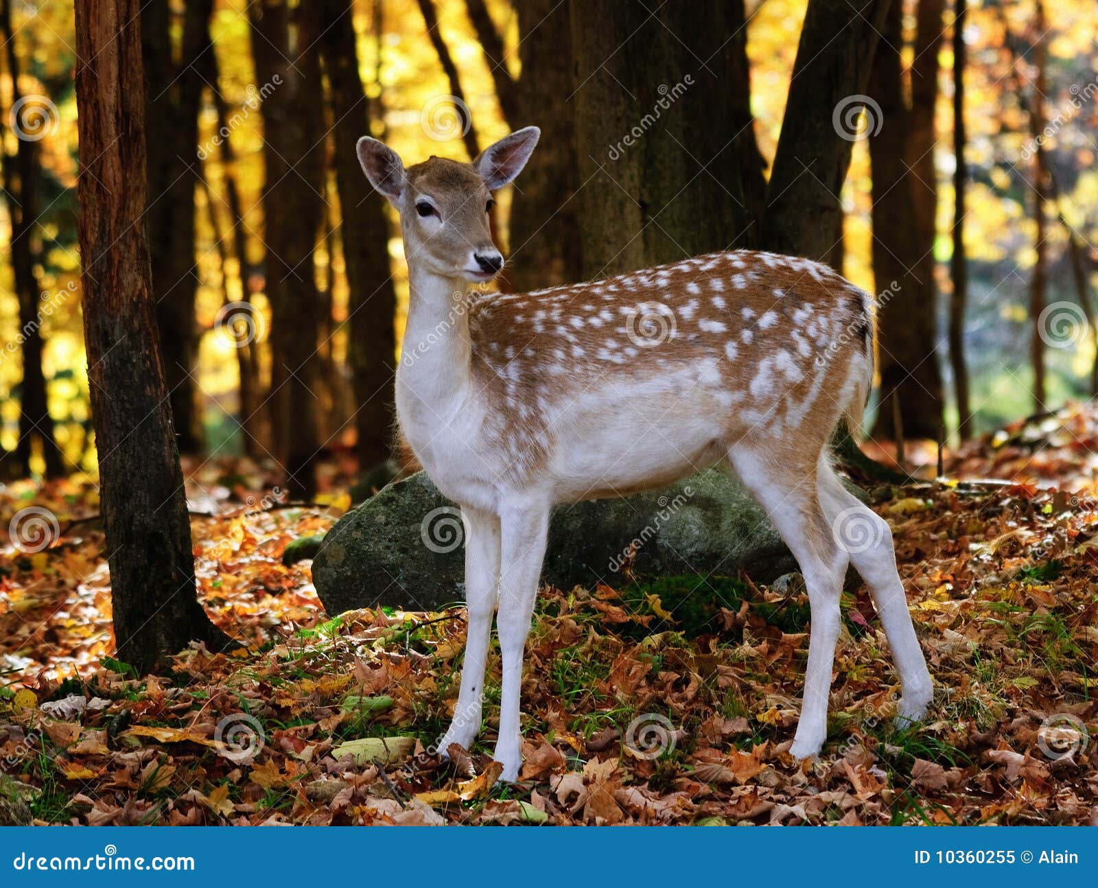 Fallow deer stock image. Image of mammal, fallow, deer - 10360255
