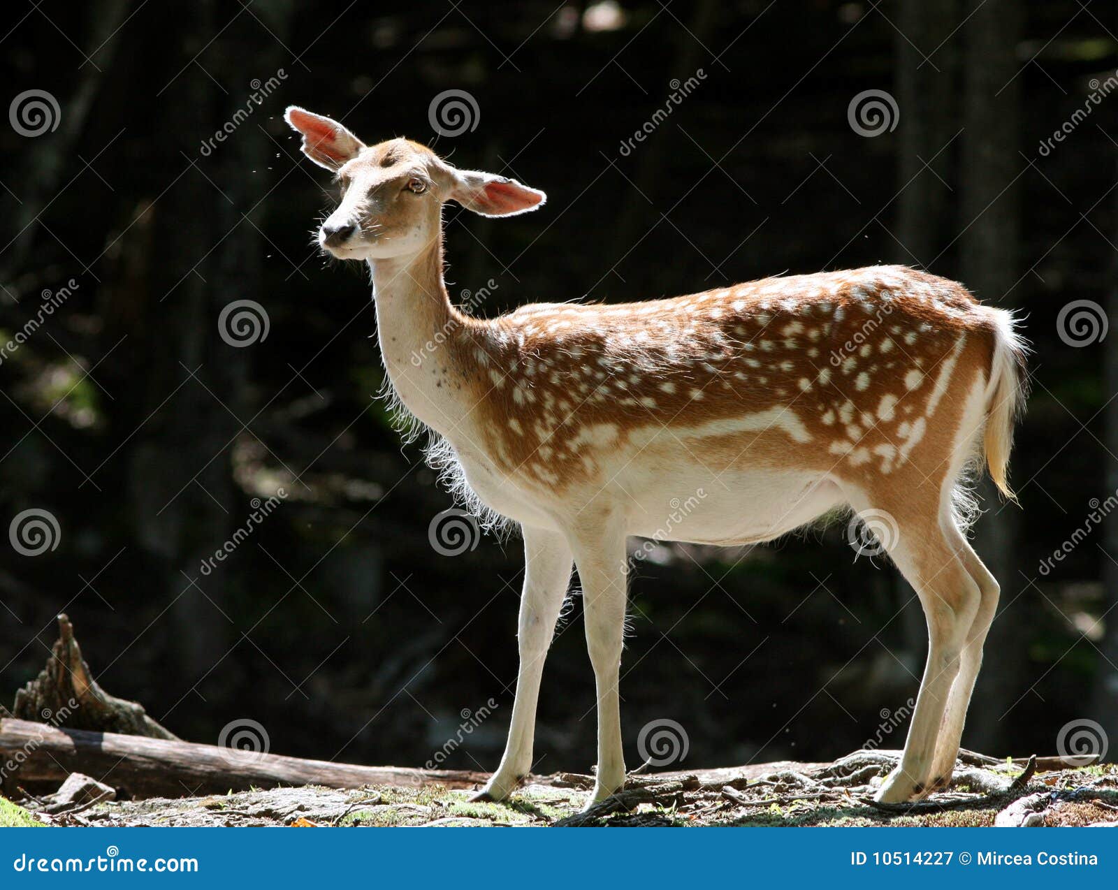 The fallow deer stock image. Image of buck, natural, deer - 10514227