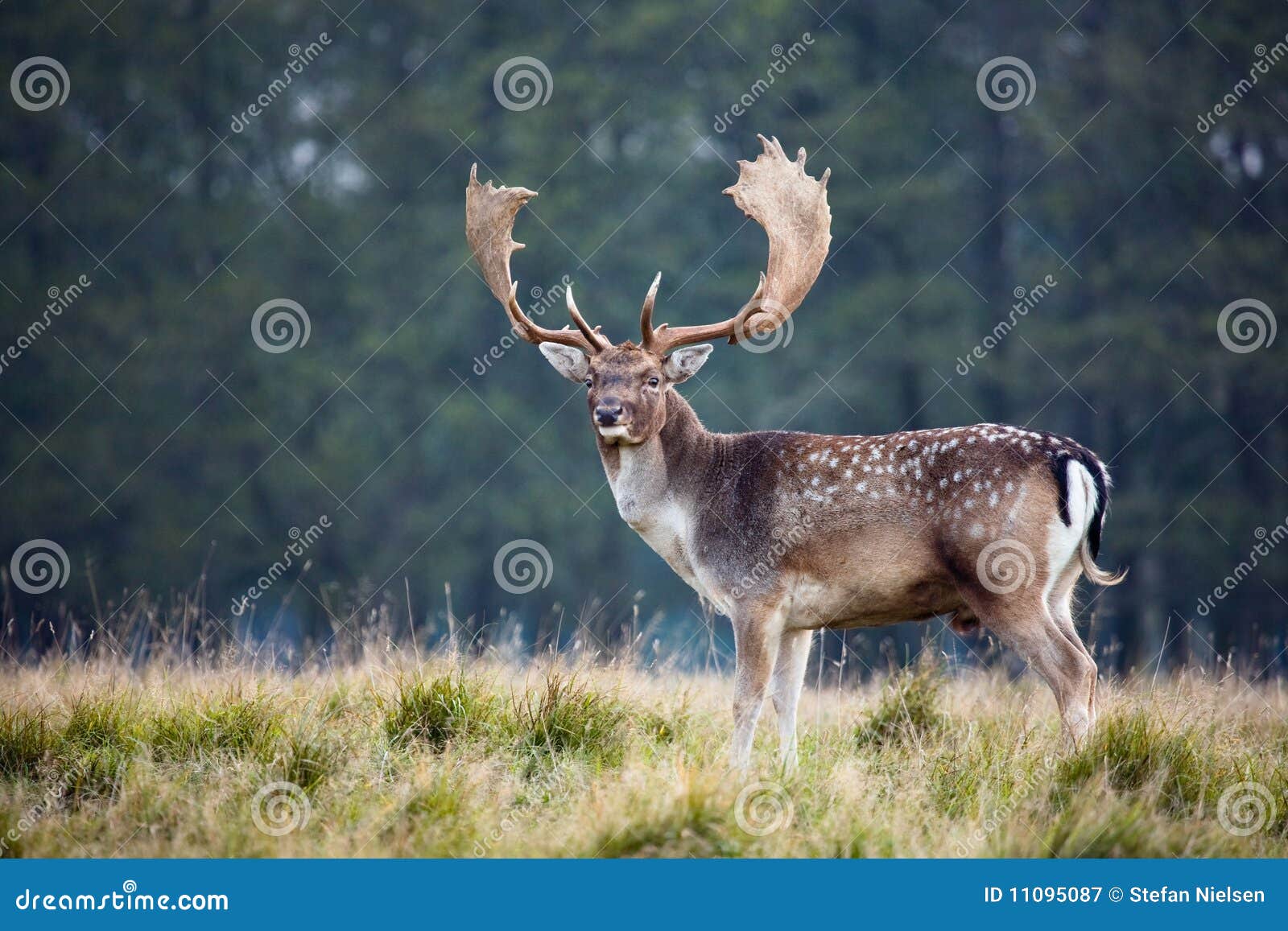 Fallow Deer stock image. Image of dama, beautiful, fallow - 11095087