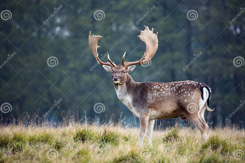Fallow Deer stock image. Image of dama, beautiful, fallow - 11095087