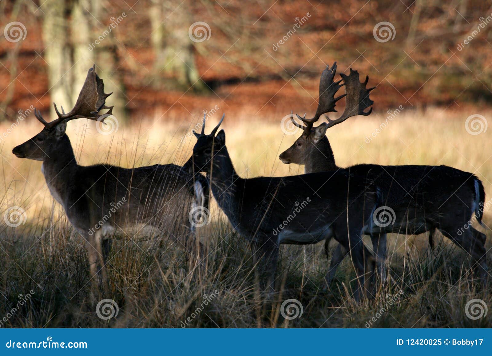 Fallow deer stock image. Image of mammals, deer, fallow - 12420025
