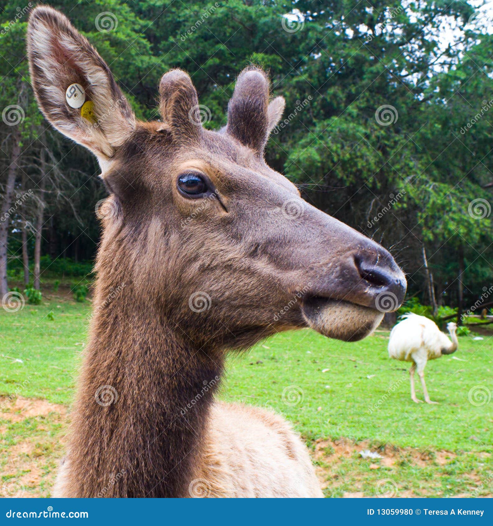 Fallow Deer stock photo. Image of colour, bright, close - 13059980