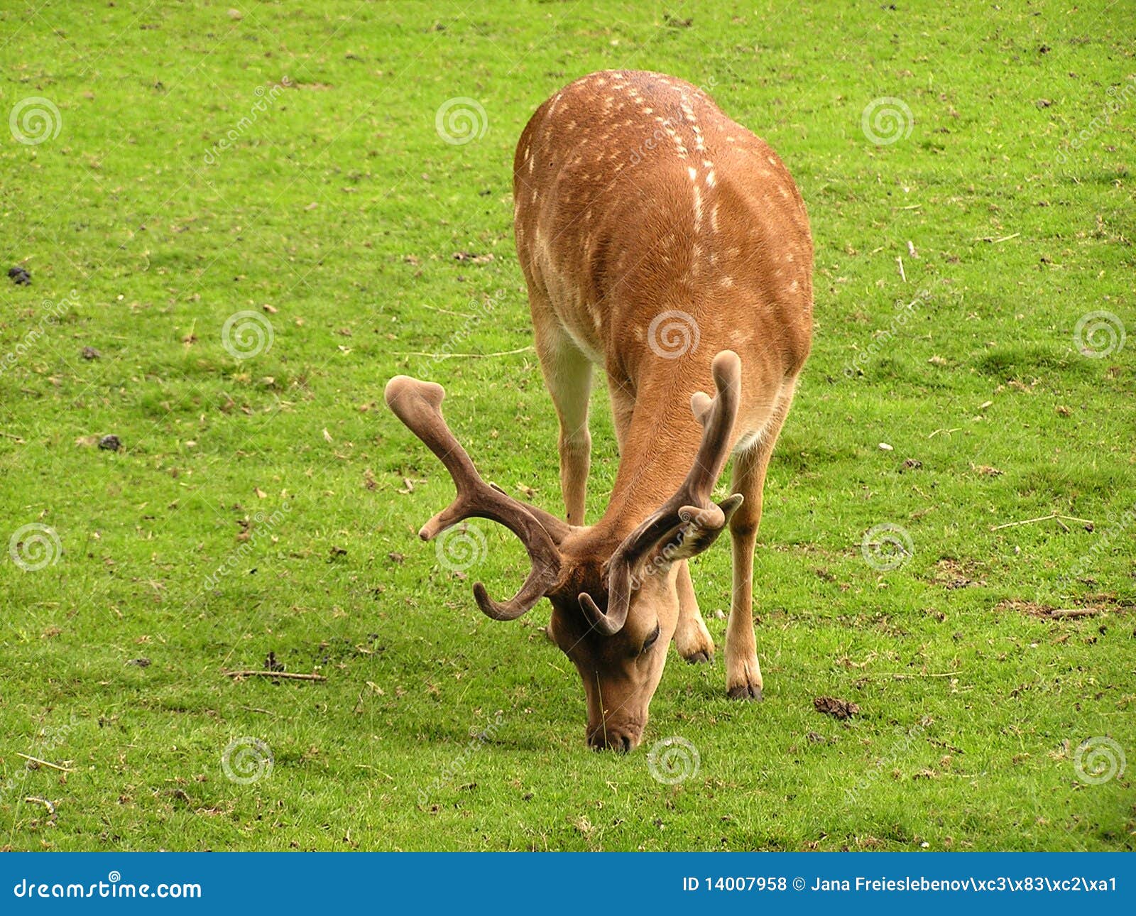 Fallow-deer stock photo. Image of brown, black, fallow - 14007958