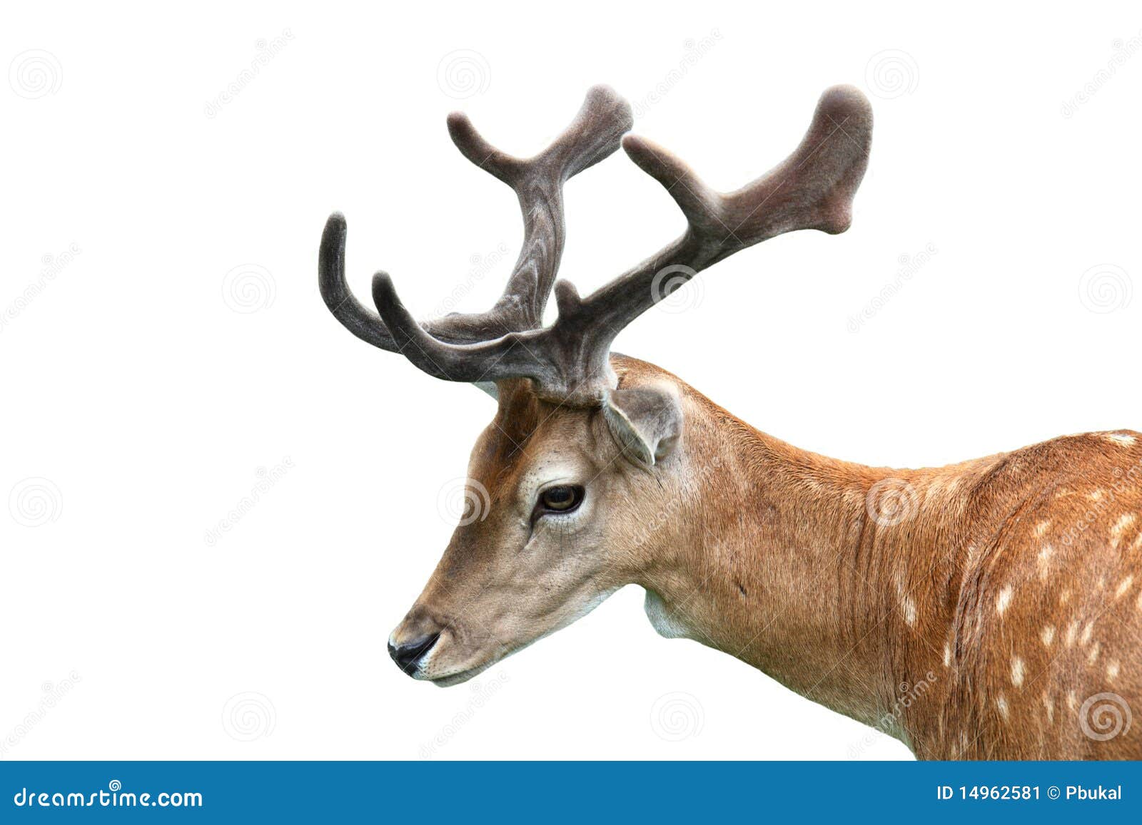 Fallow deer stock image. Image of nature, green, buck - 14962581