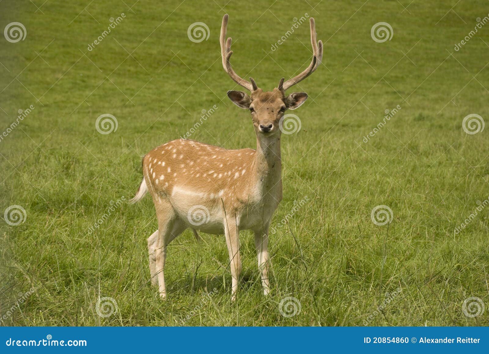 Fallow deer stock photo. Image of nature, mammal, green - 20854860