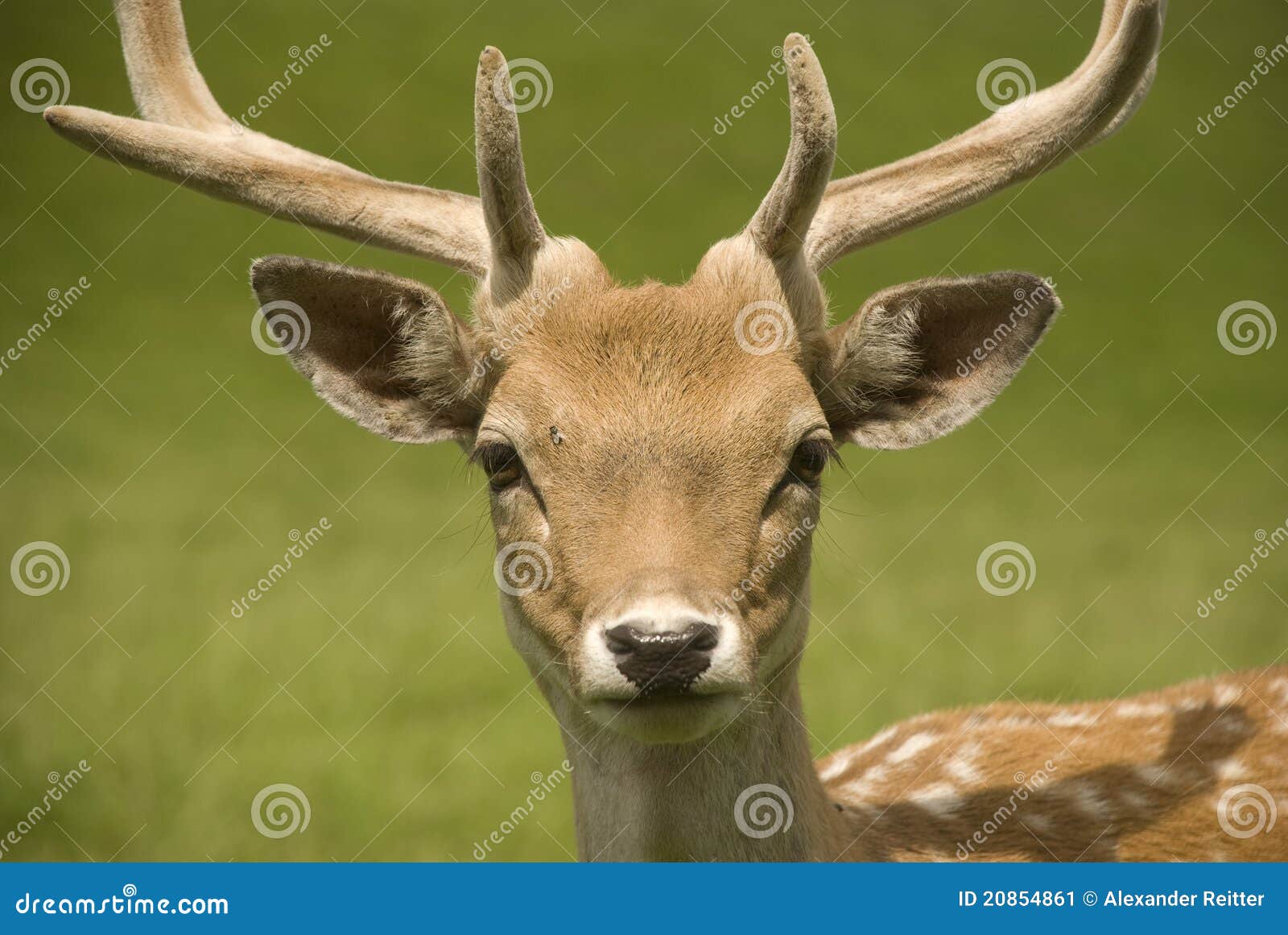 Fallow deer stock image. Image of deer, macro, close - 20854861