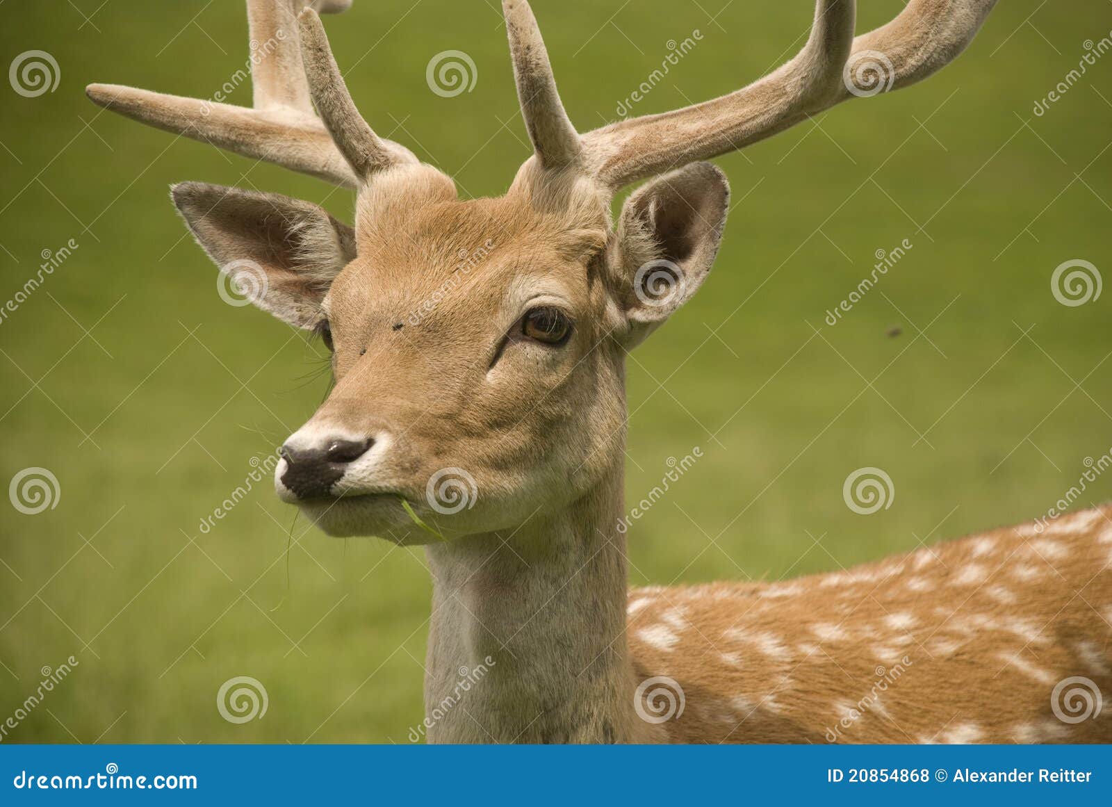 Fallow deer stock photo. Image of deer, fallow, head - 20854868