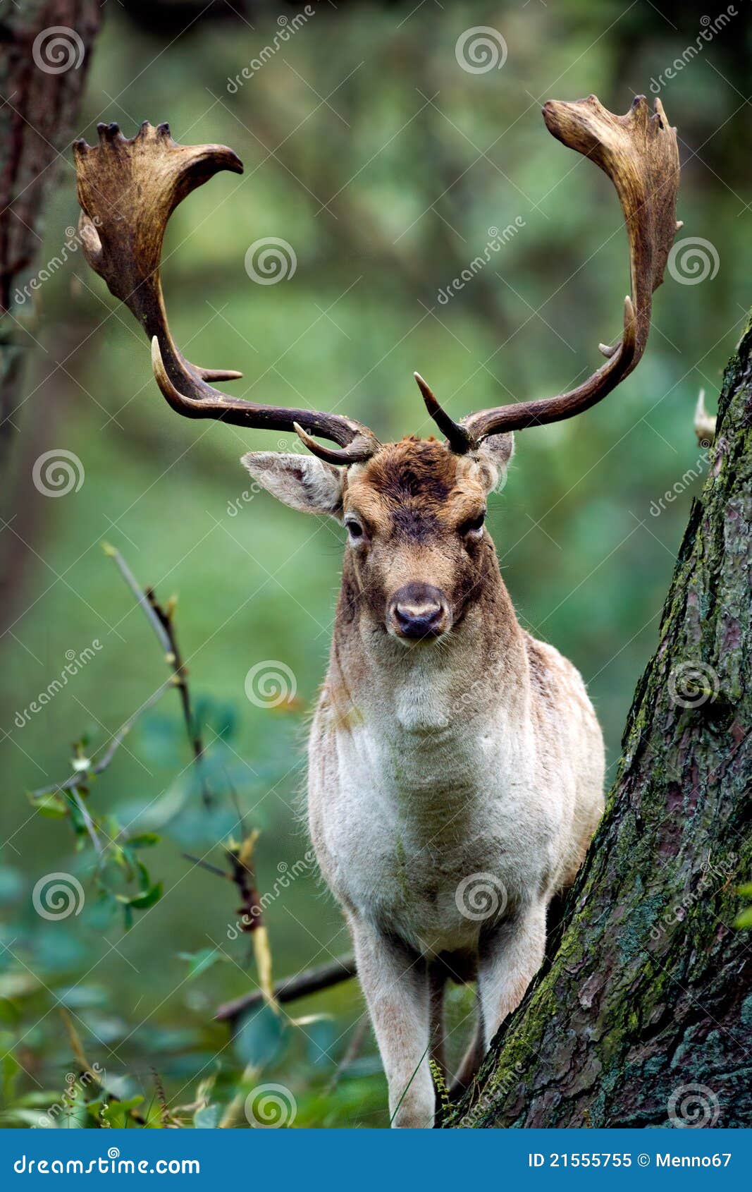 Fallow deer stock image. Image of wild, forest, fall - 21555755