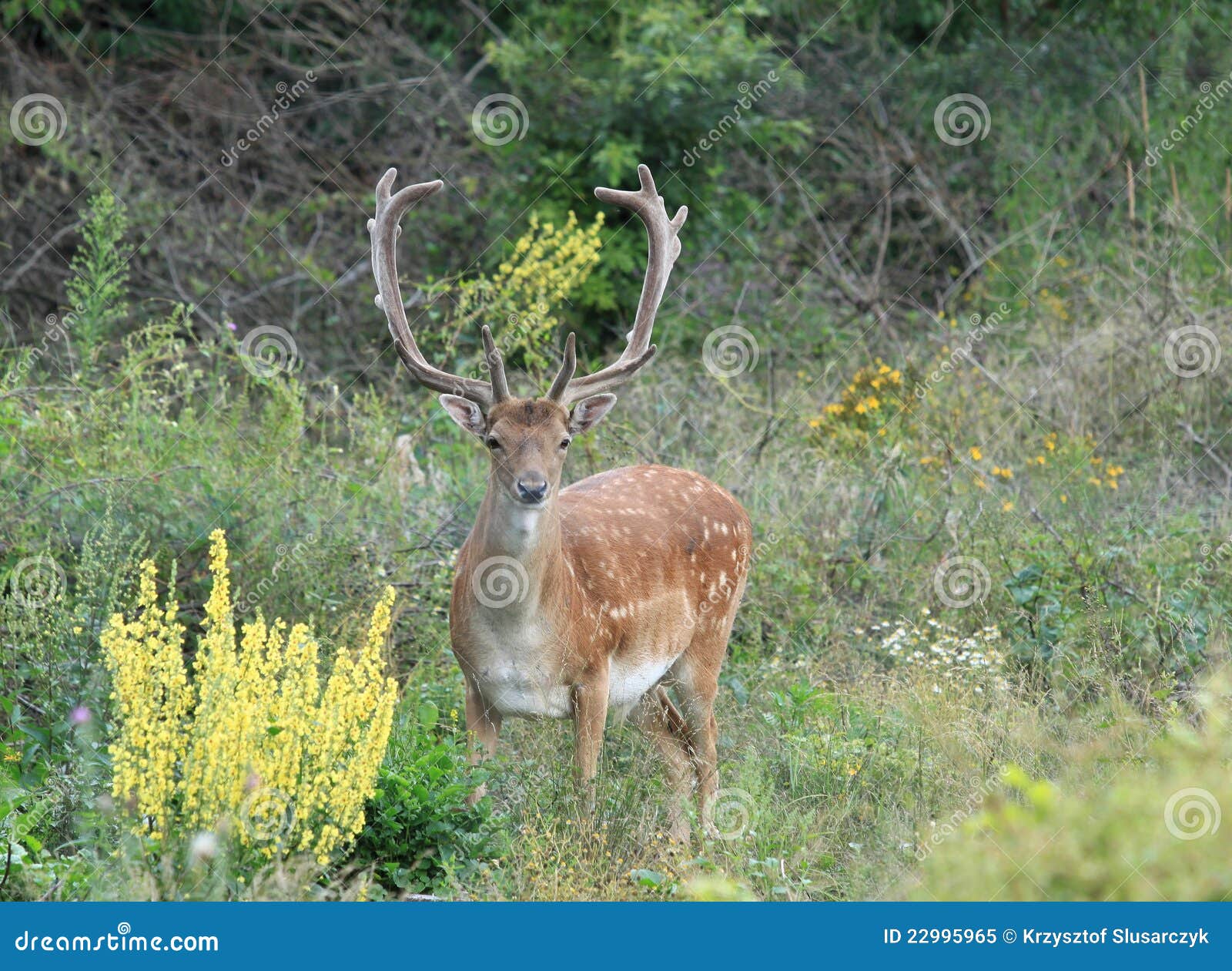Fallow Deer stock image. Image of europe, natural, fallow - 22995965