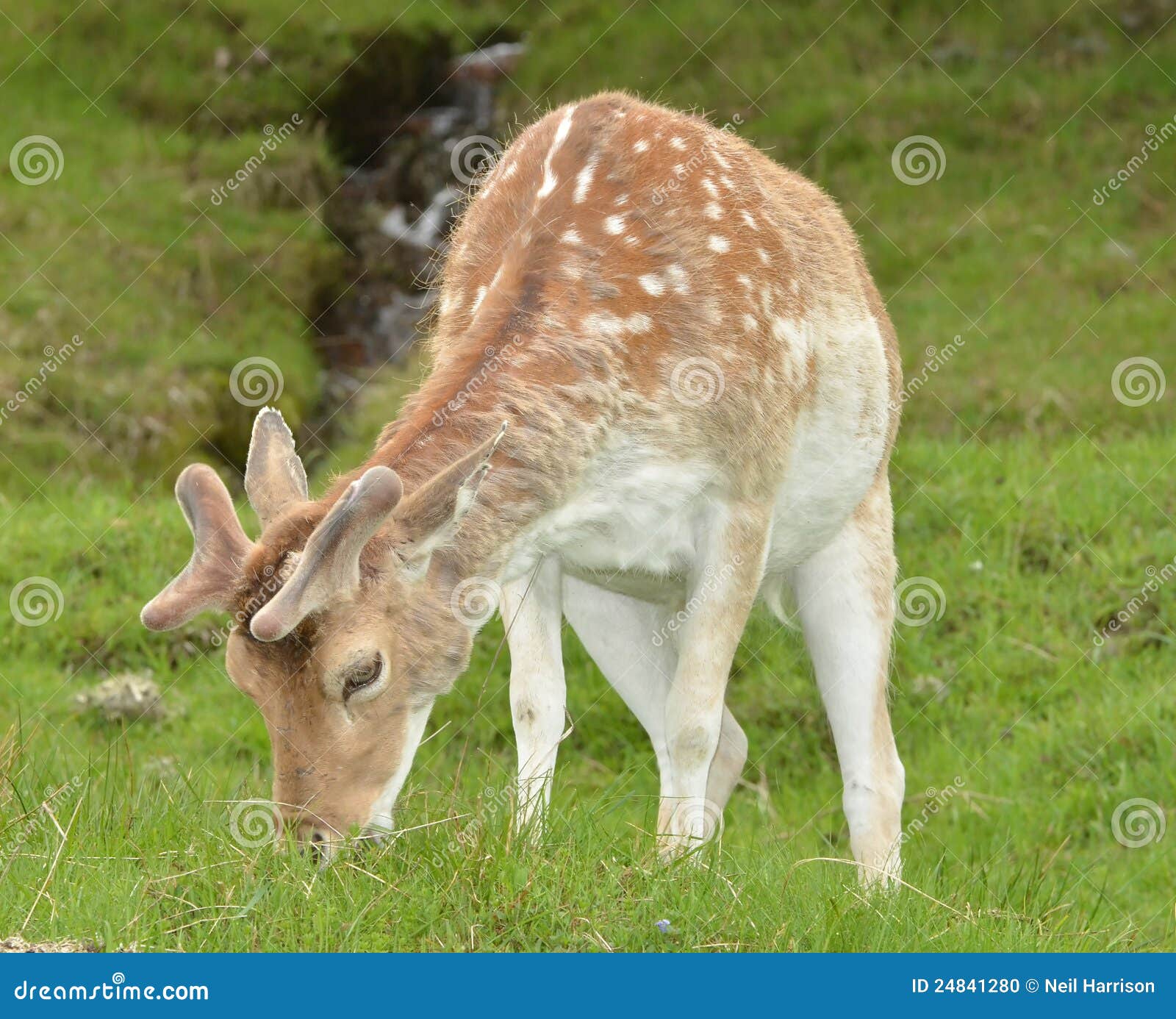 Fallow Deer stock photo. Image of mountain, grazing, antlers - 24841280