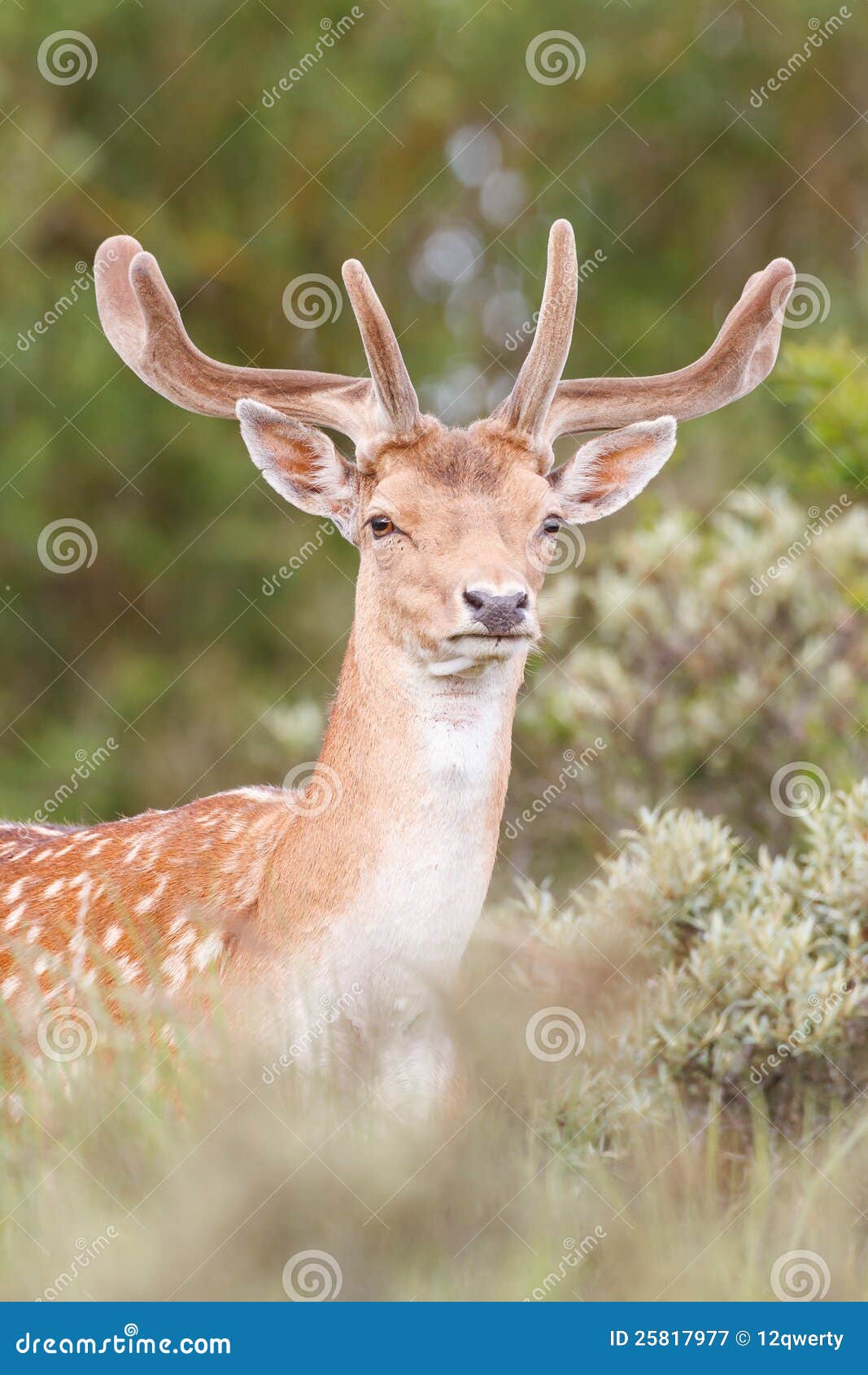 Fallow deer stock image. Image of park, nature, hunting - 25817977