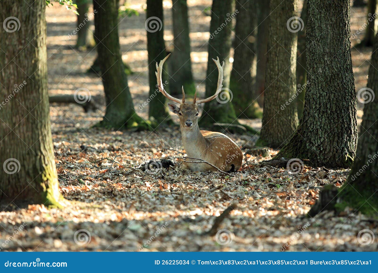 Fallow deer stock photo. Image of deer, male, beautiful - 26225034