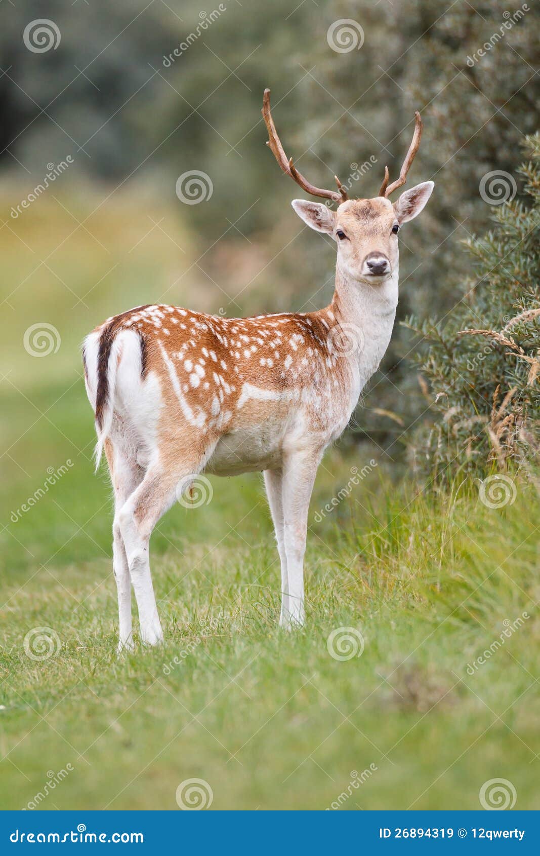 Fallow deer stock image. Image of rutting, outdoor, dunes - 26894319