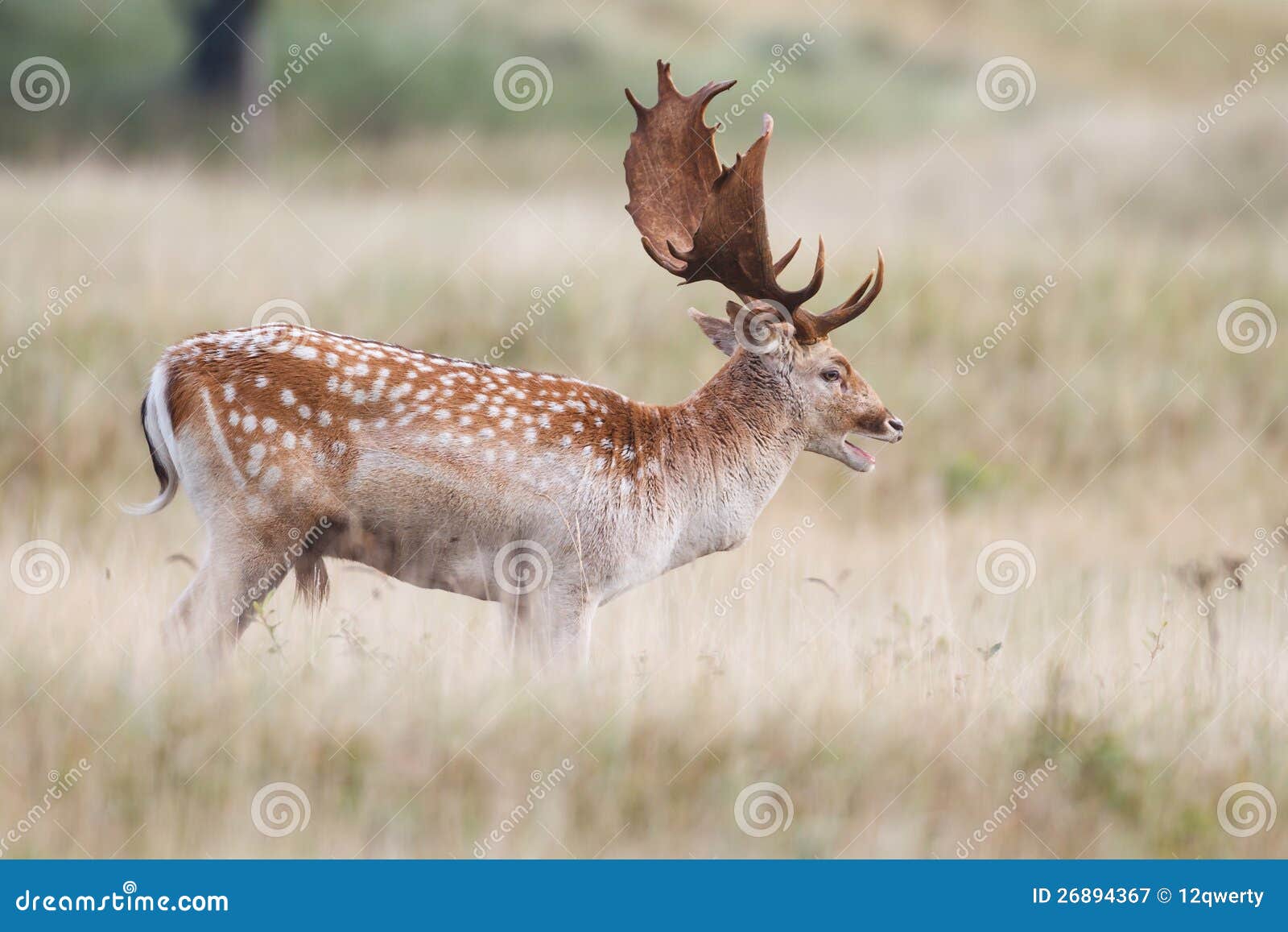 Fallow deer stock image. Image of forrest, outdoor, black - 26894367