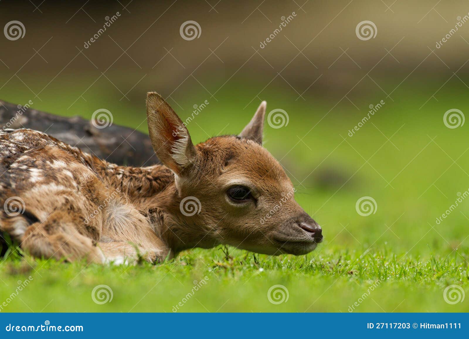 Fallow Deer stock image. Image of green, buck, baby, looking - 27117203