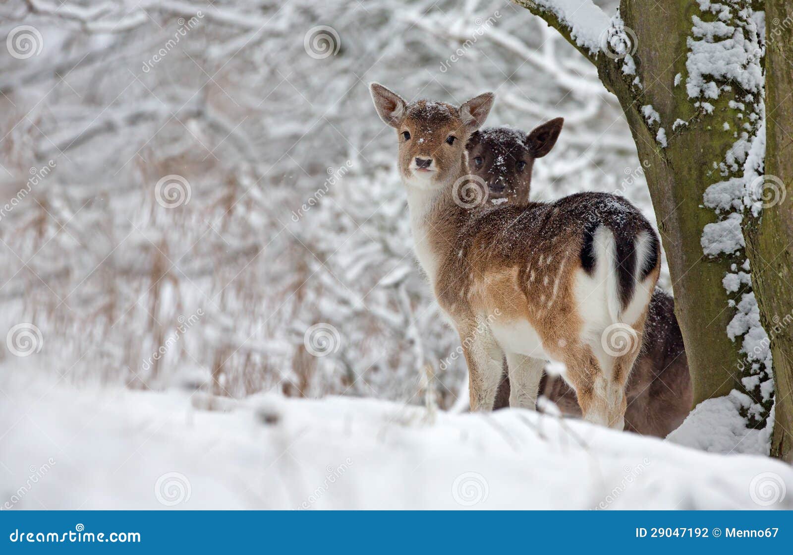 Fallow deer stock photo. Image of winters, deer, antler - 29047192