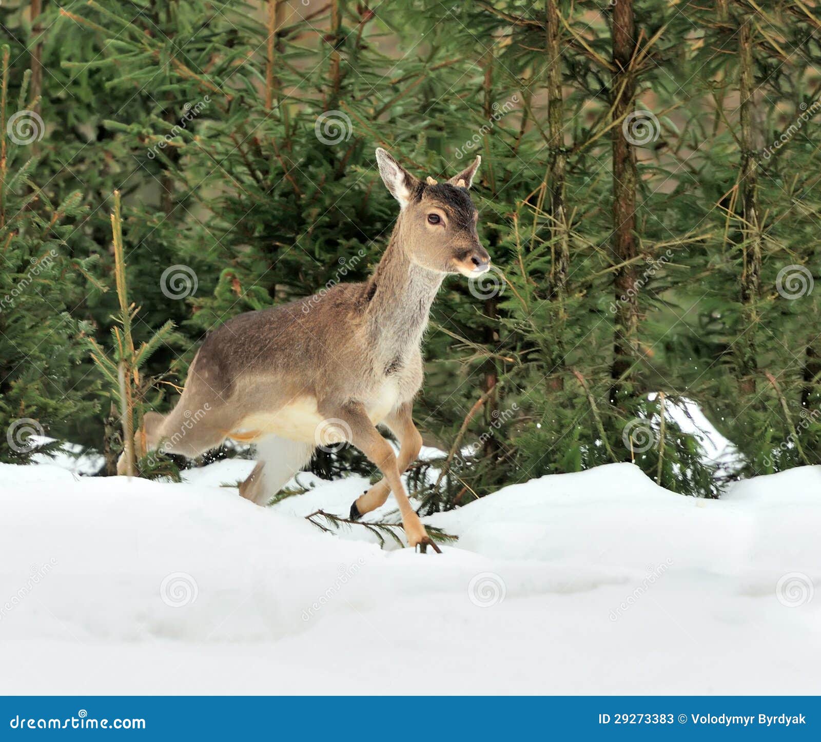 Fallow deer stock image. Image of jump, hunt, hind, nature - 29273383