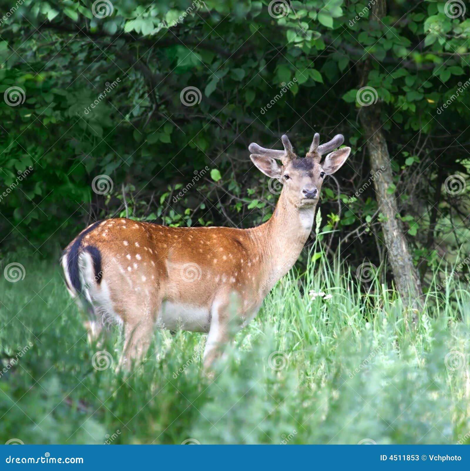 Fallow-deer stock image. Image of hature, fallow, trees - 4511853
