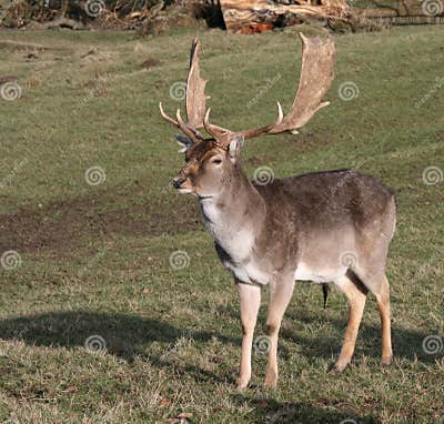 Fallow Deer stock image. Image of brown, horned, fallow - 4736695