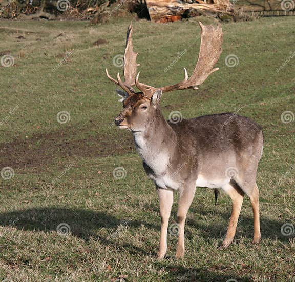 Fallow Deer stock image. Image of brown, horned, fallow - 4736695