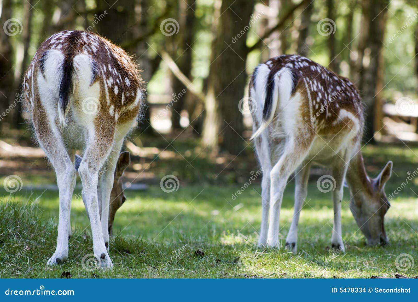 Fallow Deer stock photo. Image of back, horns, antler - 5478334